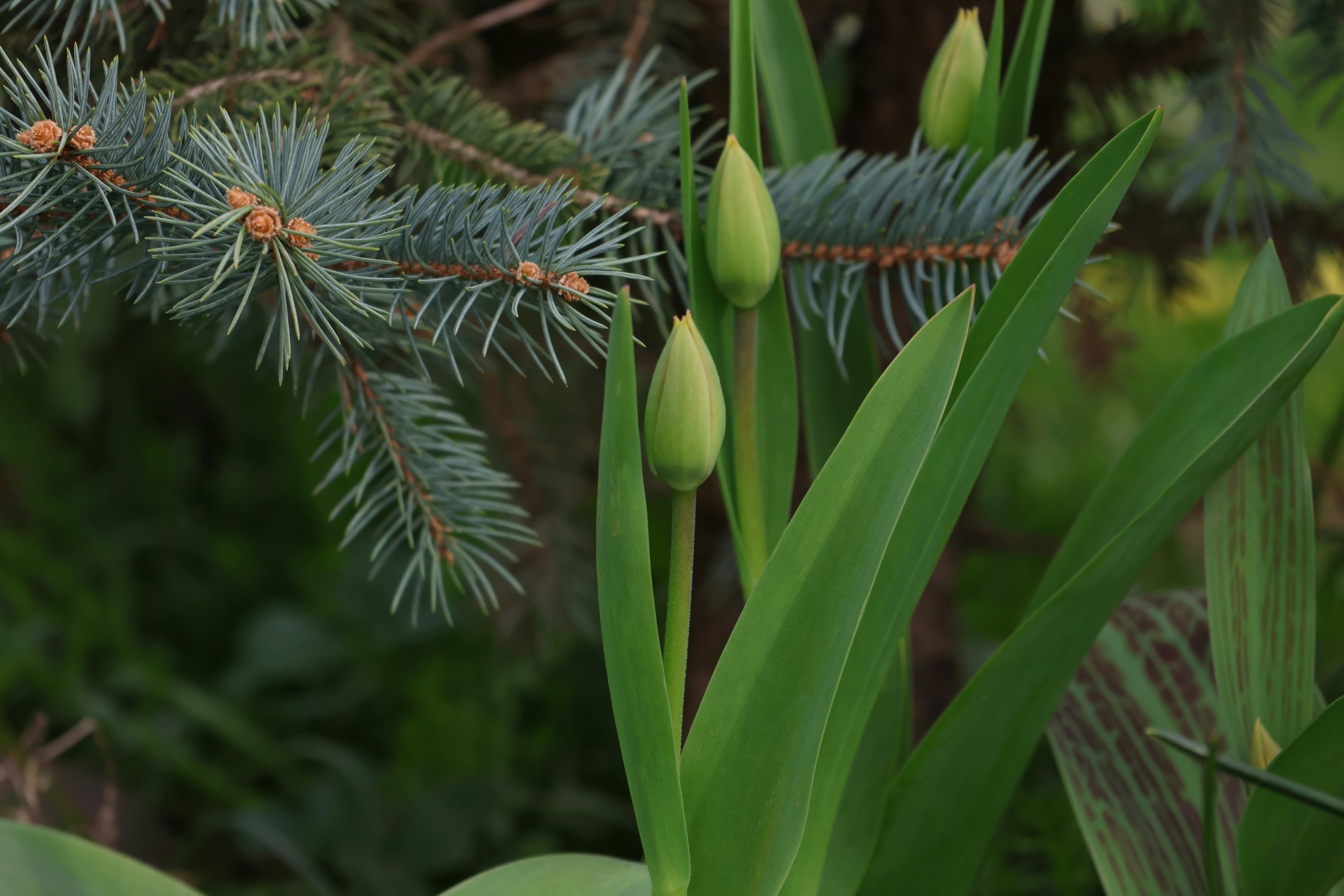 Emerald Buds Among Needle Green and Blue Spruce