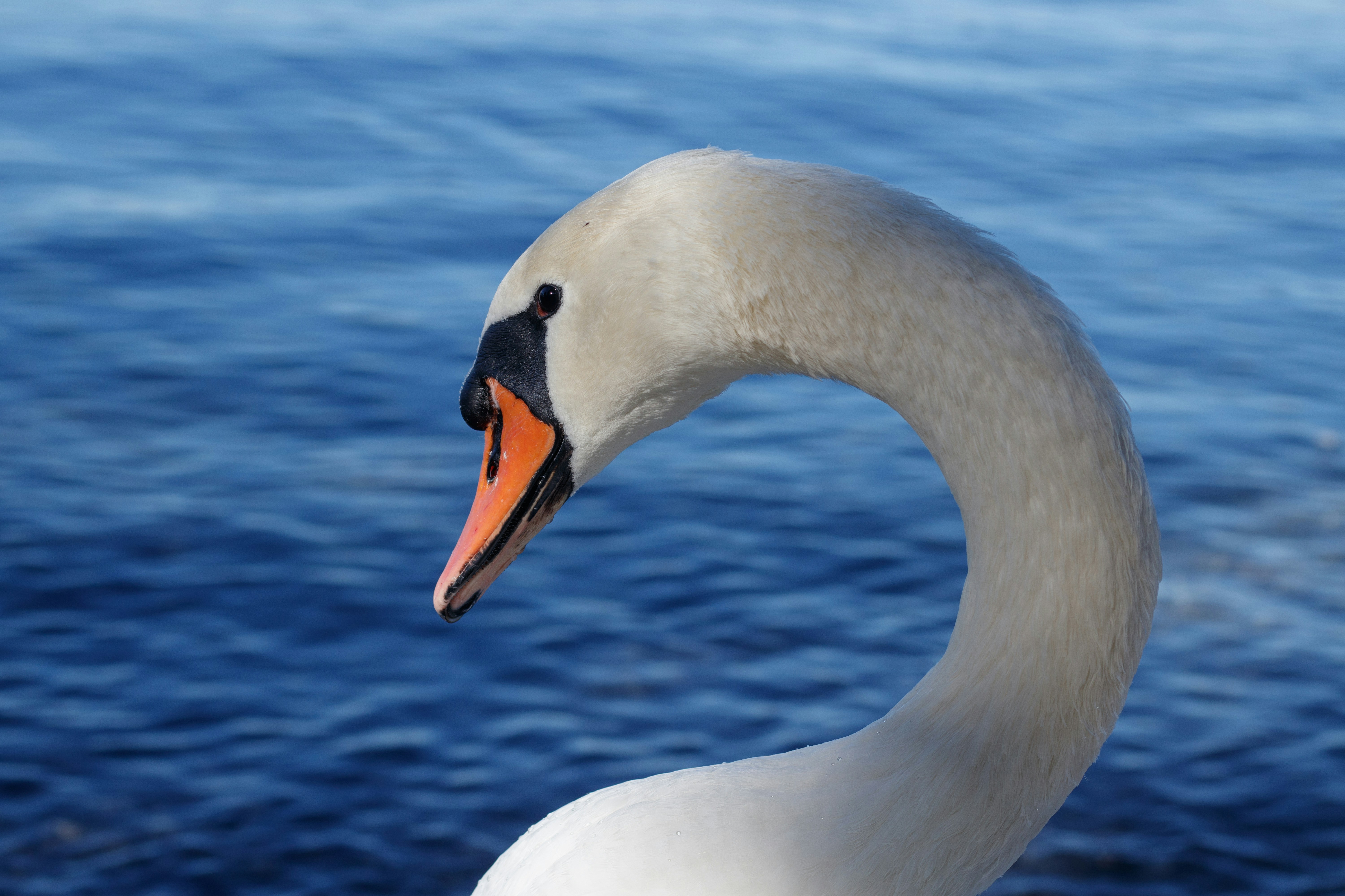 S-Curve of Silence: Swan's Neck Against Indigo Waters