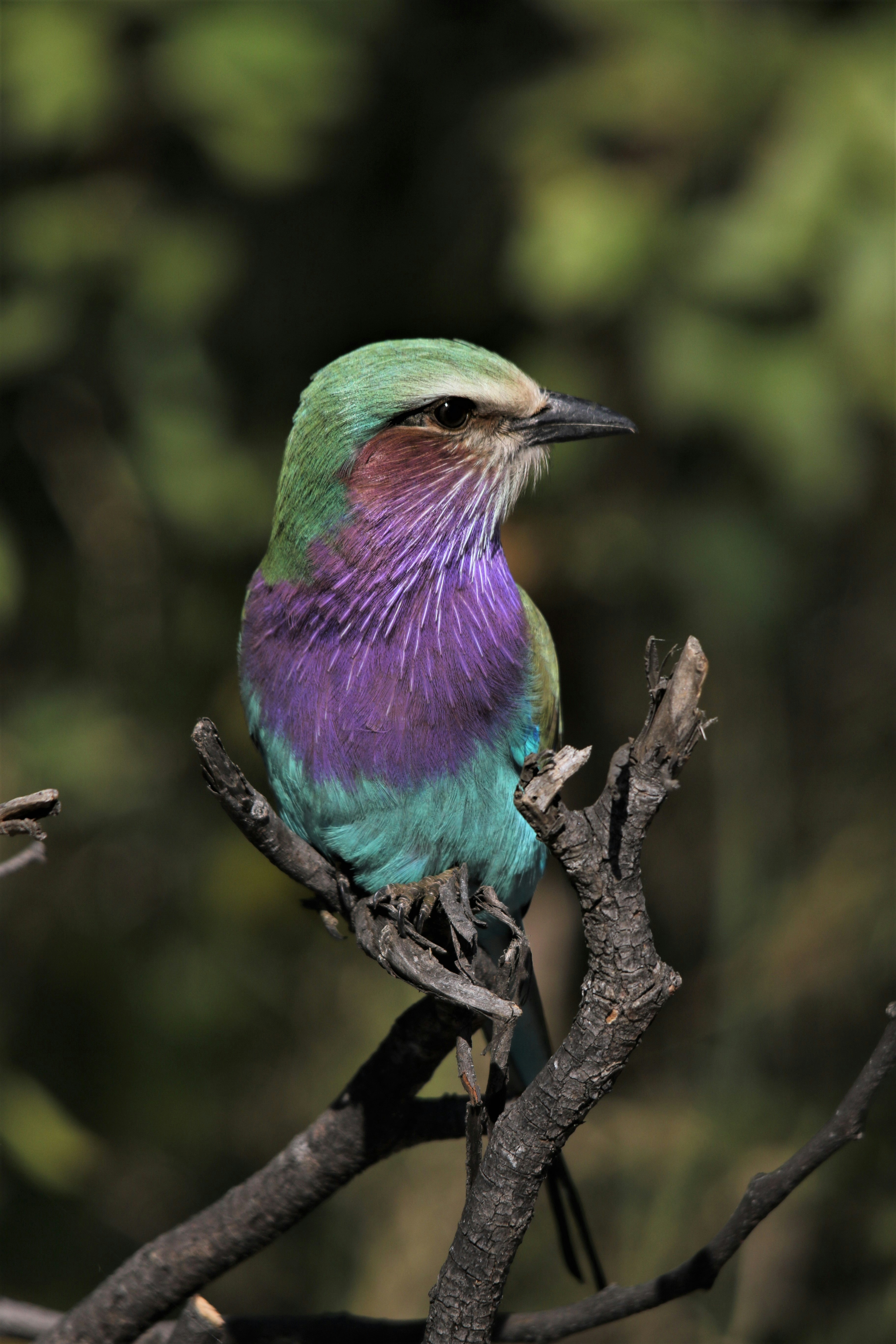 Azure Crown: A Rainbow-Hued Kingfisher Perched in Dappled Silence