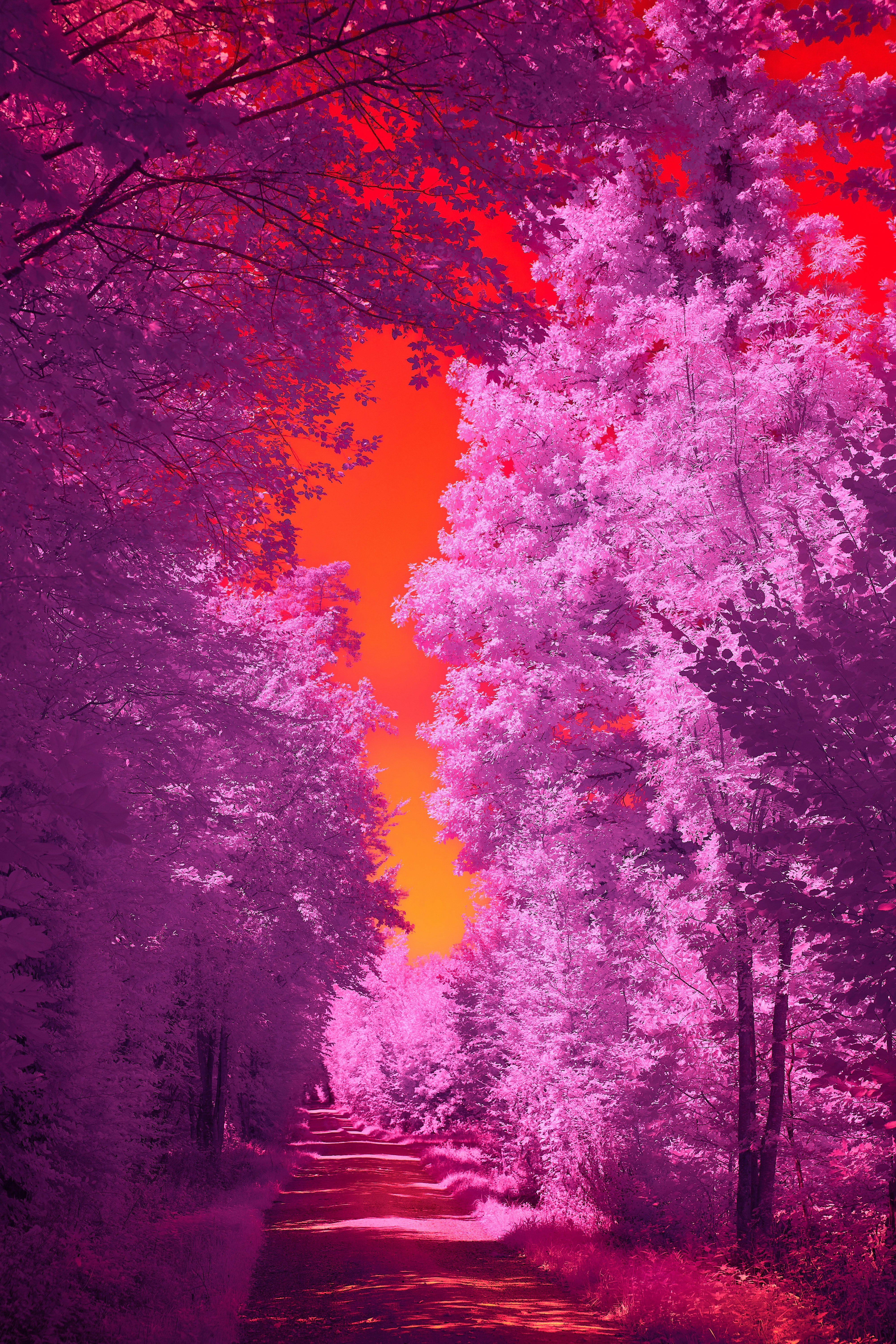 Une photo rouge et violette d’une route dans les bois photo – Photo ...