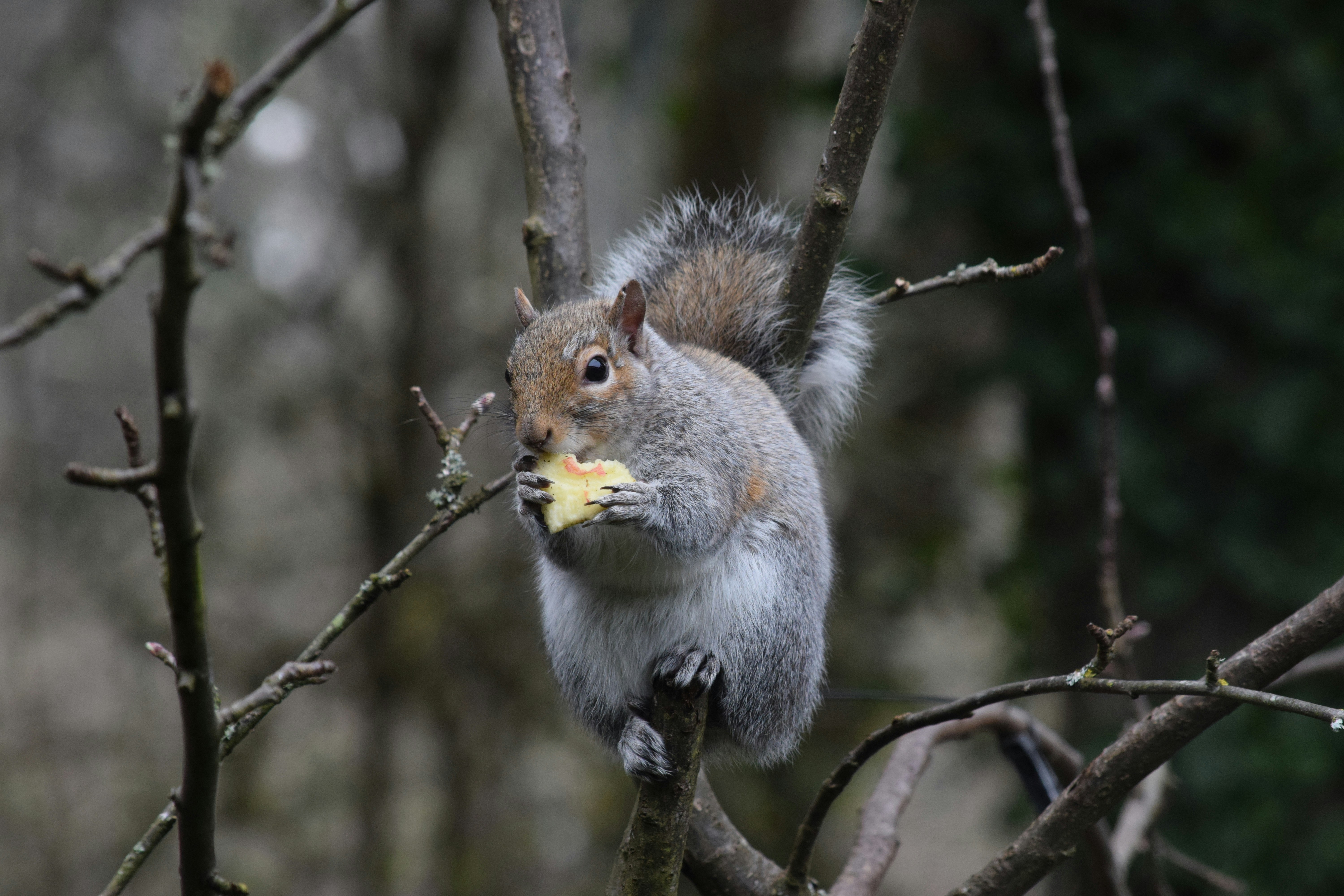 This squirrel ate an apple outside my window and cheered me with a heart shape