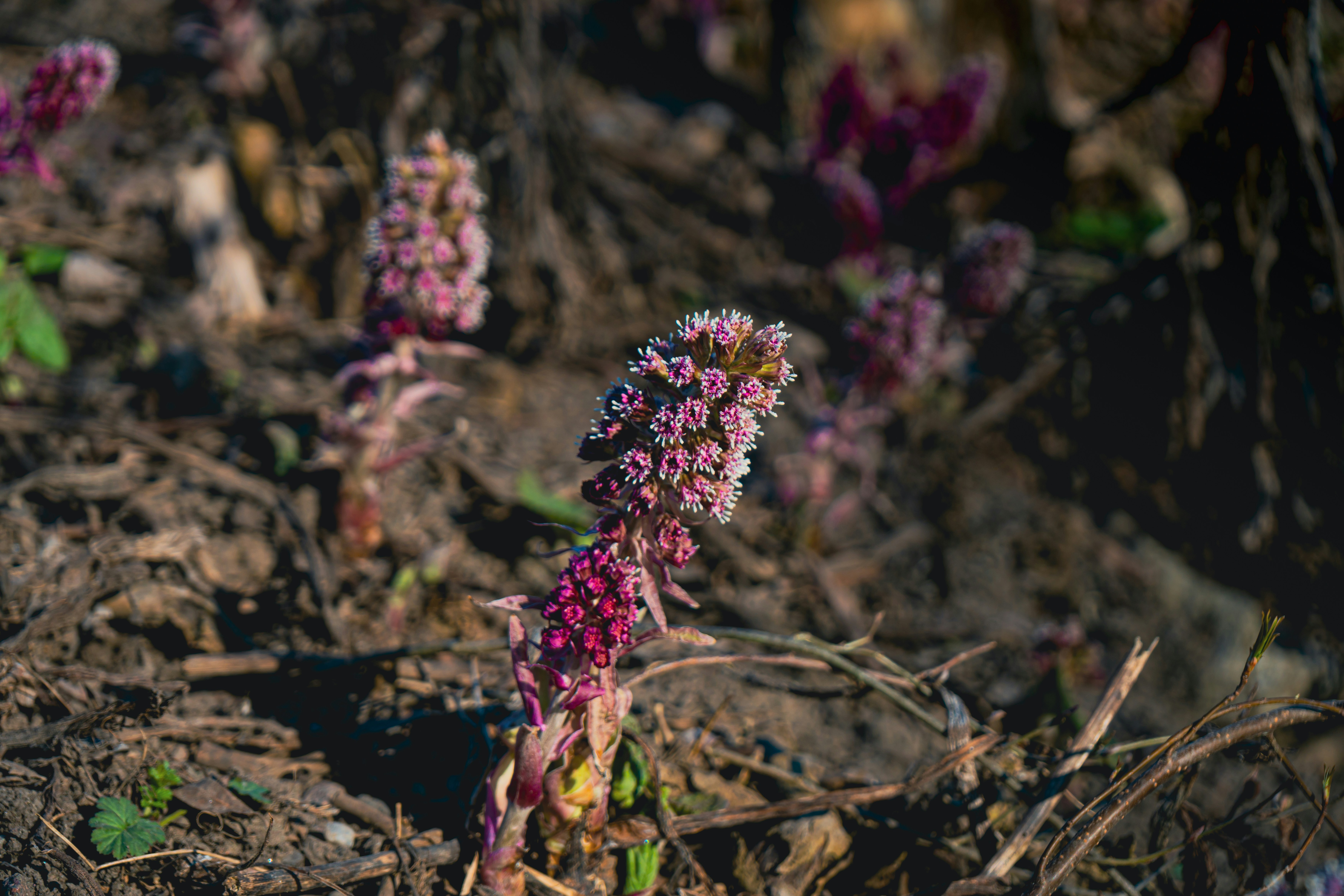 a close up of a flower on the ground