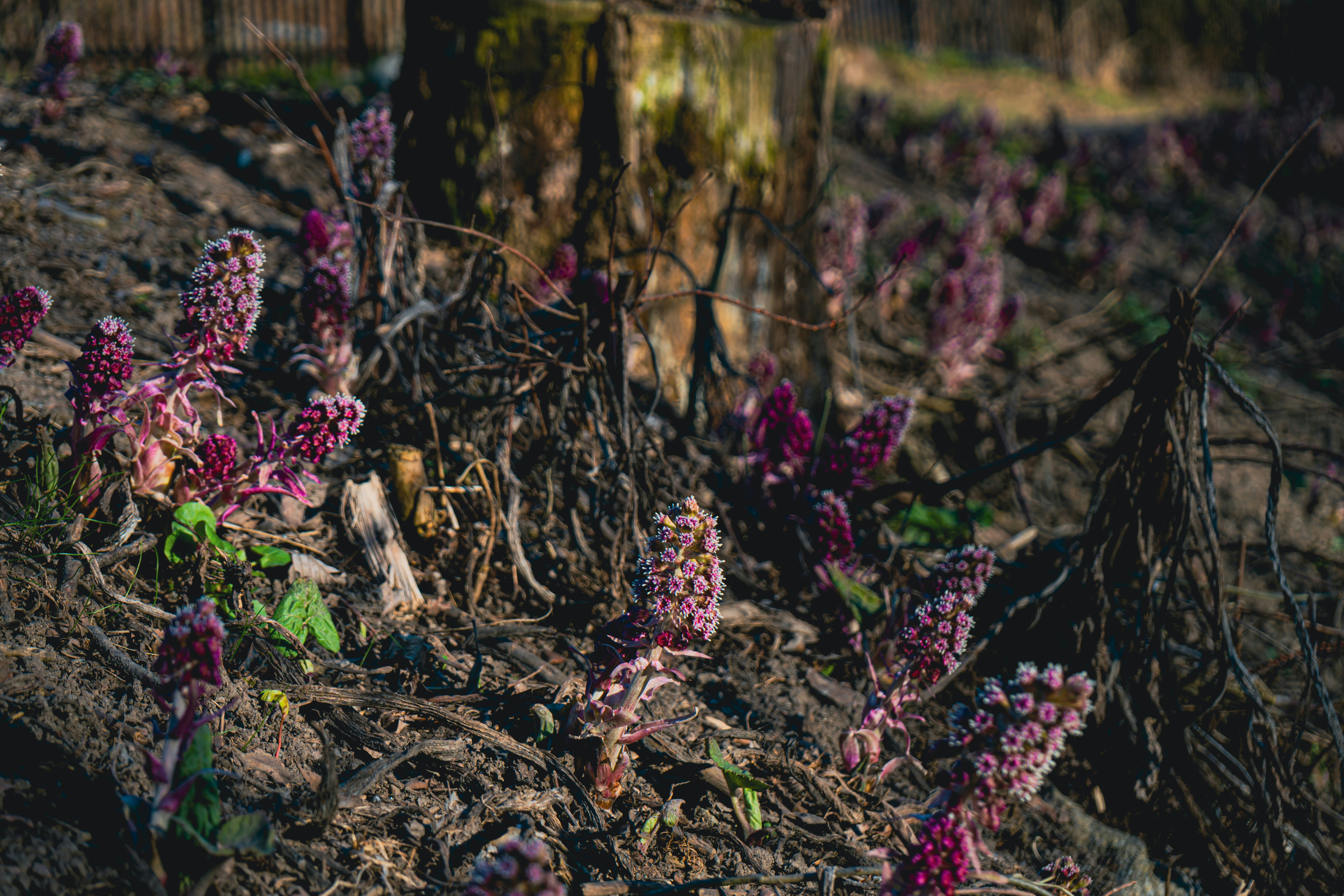Purple Spires Ascend from Shadowed Garden Bed