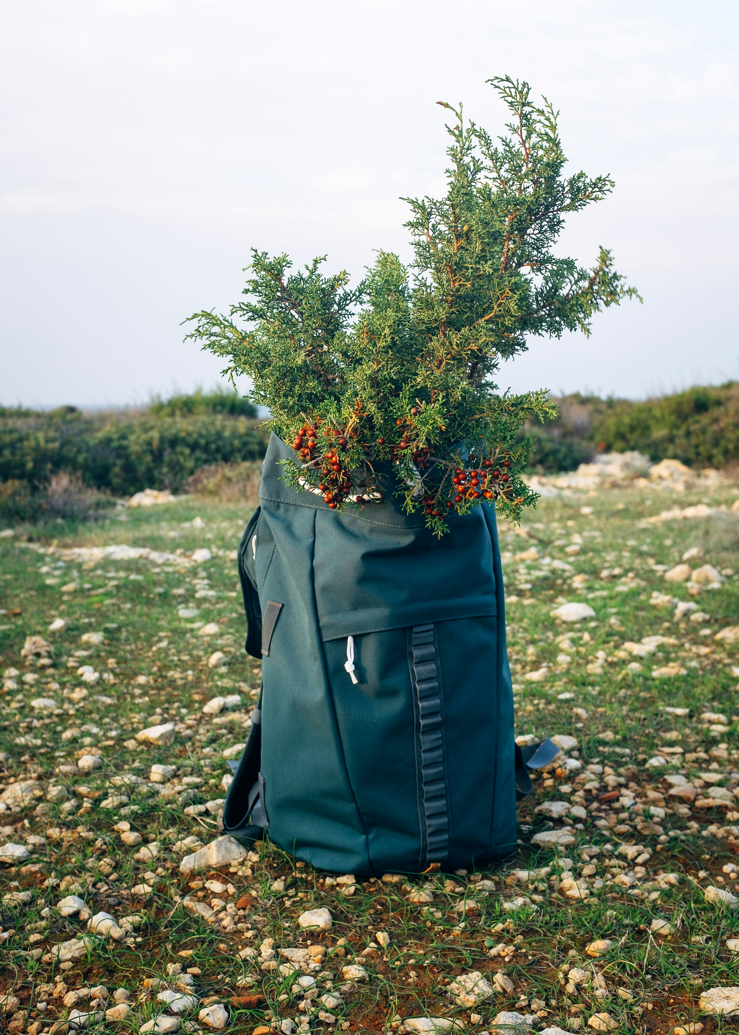 A bag with a plant growing out of it photo – Free Backpack Image on ...
