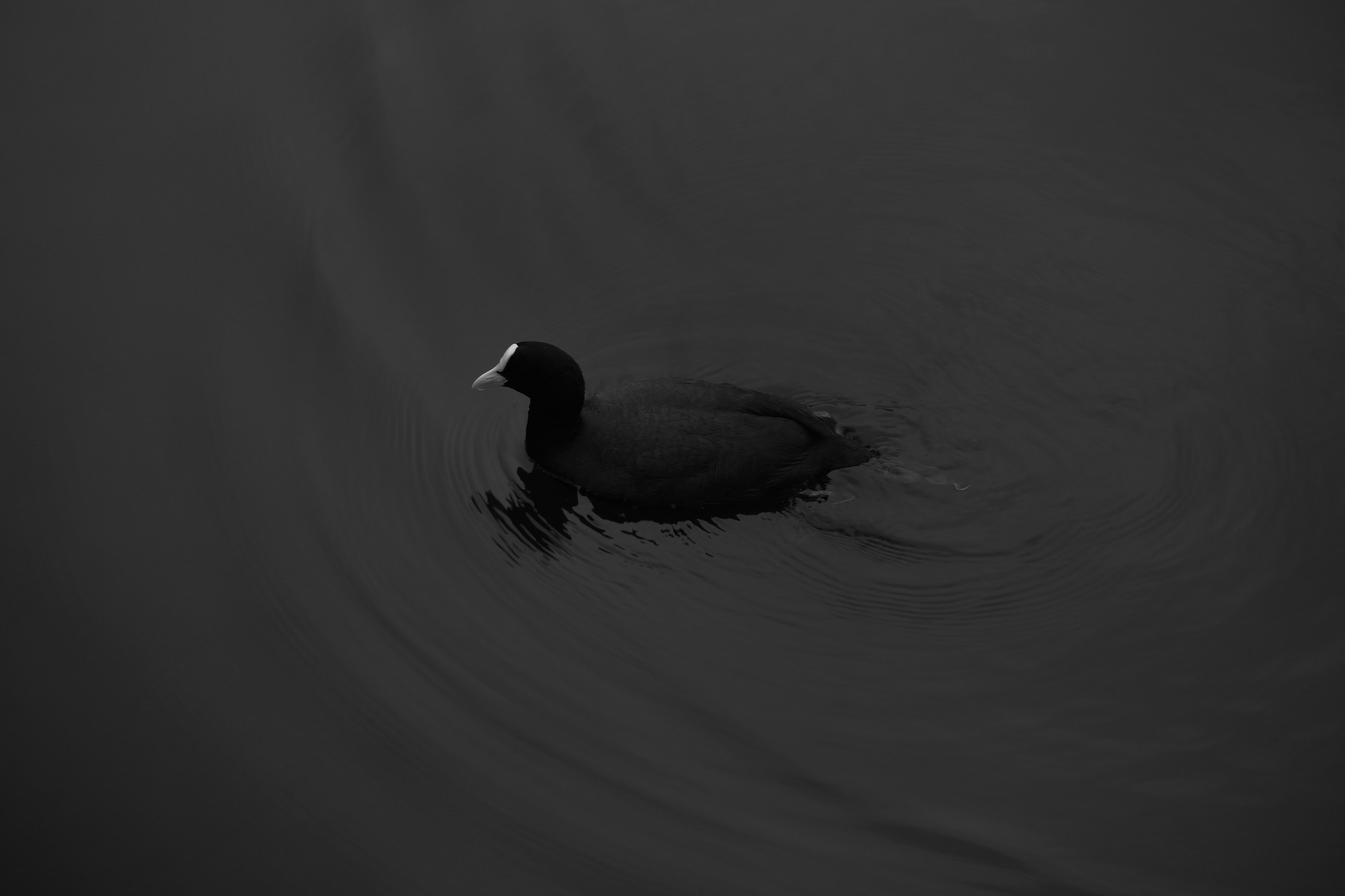 Lone Coot Etches Circular Ripples Across a Velvet Pond