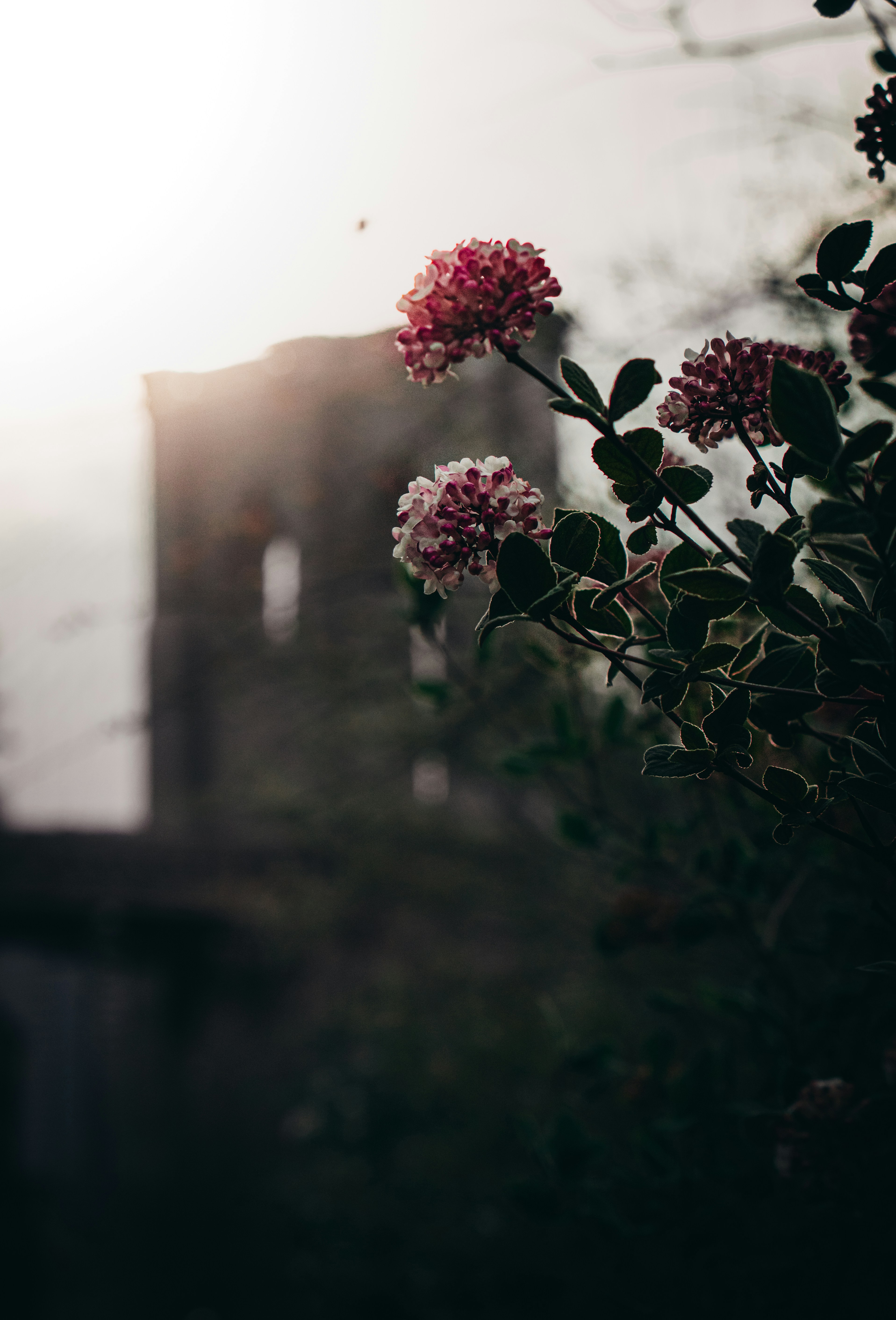 Soft Afternoon Bloom: A Cluster of Hydrangeas against a Quiet City Silhouette
