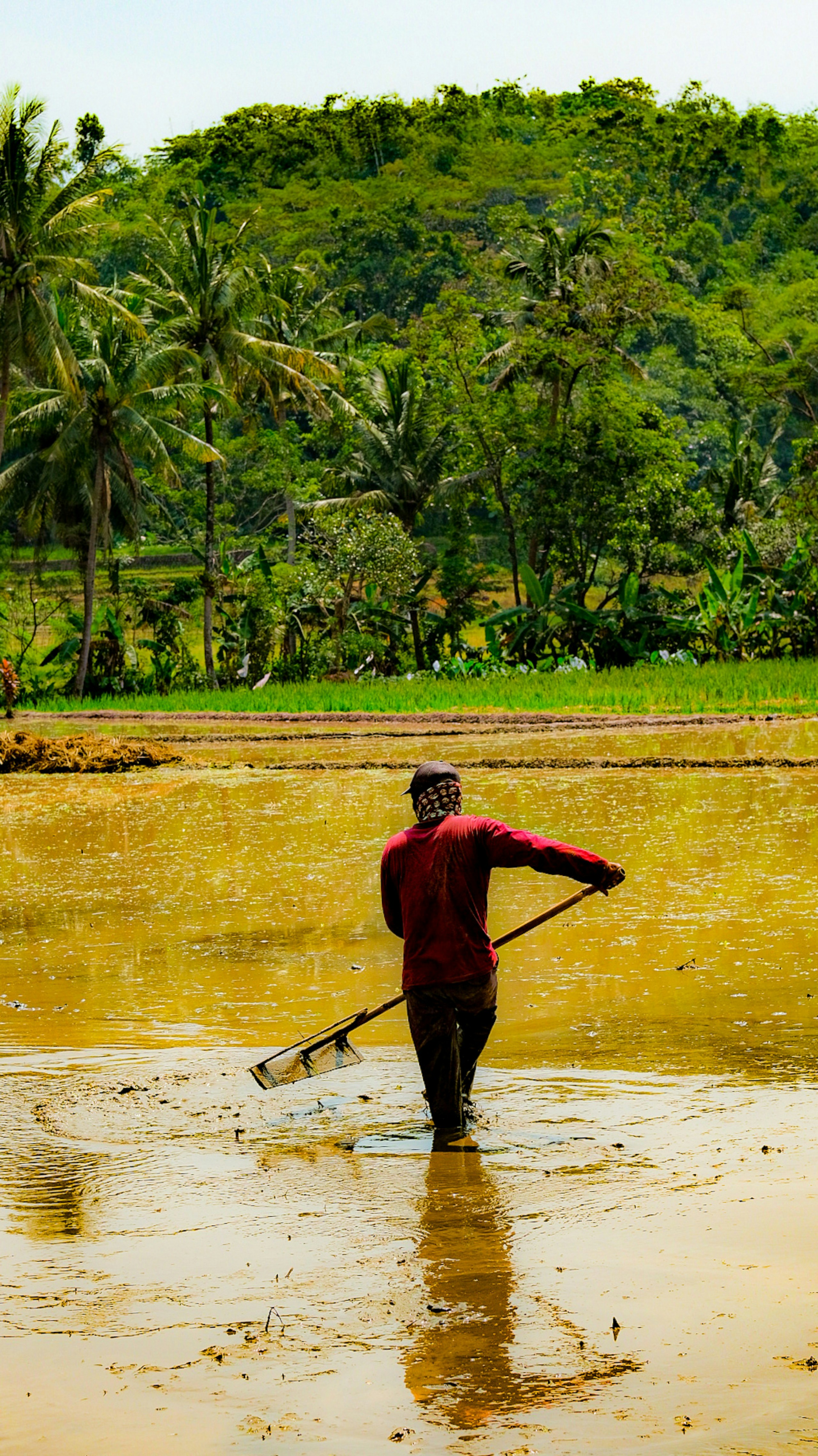 a farmer is cultivating a rice field in a village in Indonesia, during the day