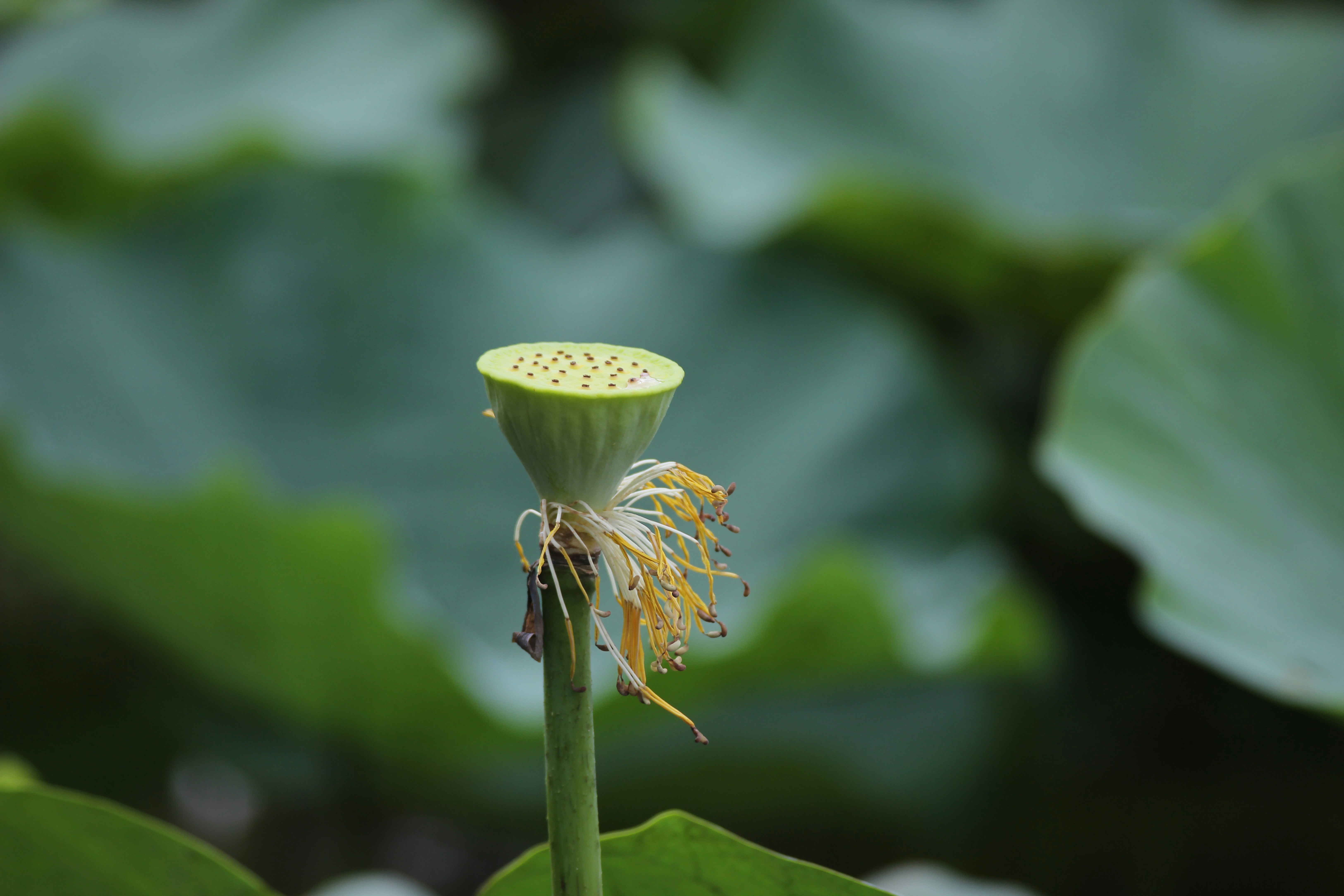 Citrine Crown Over Quiet Pond: A Lotus Seedpod in Focus