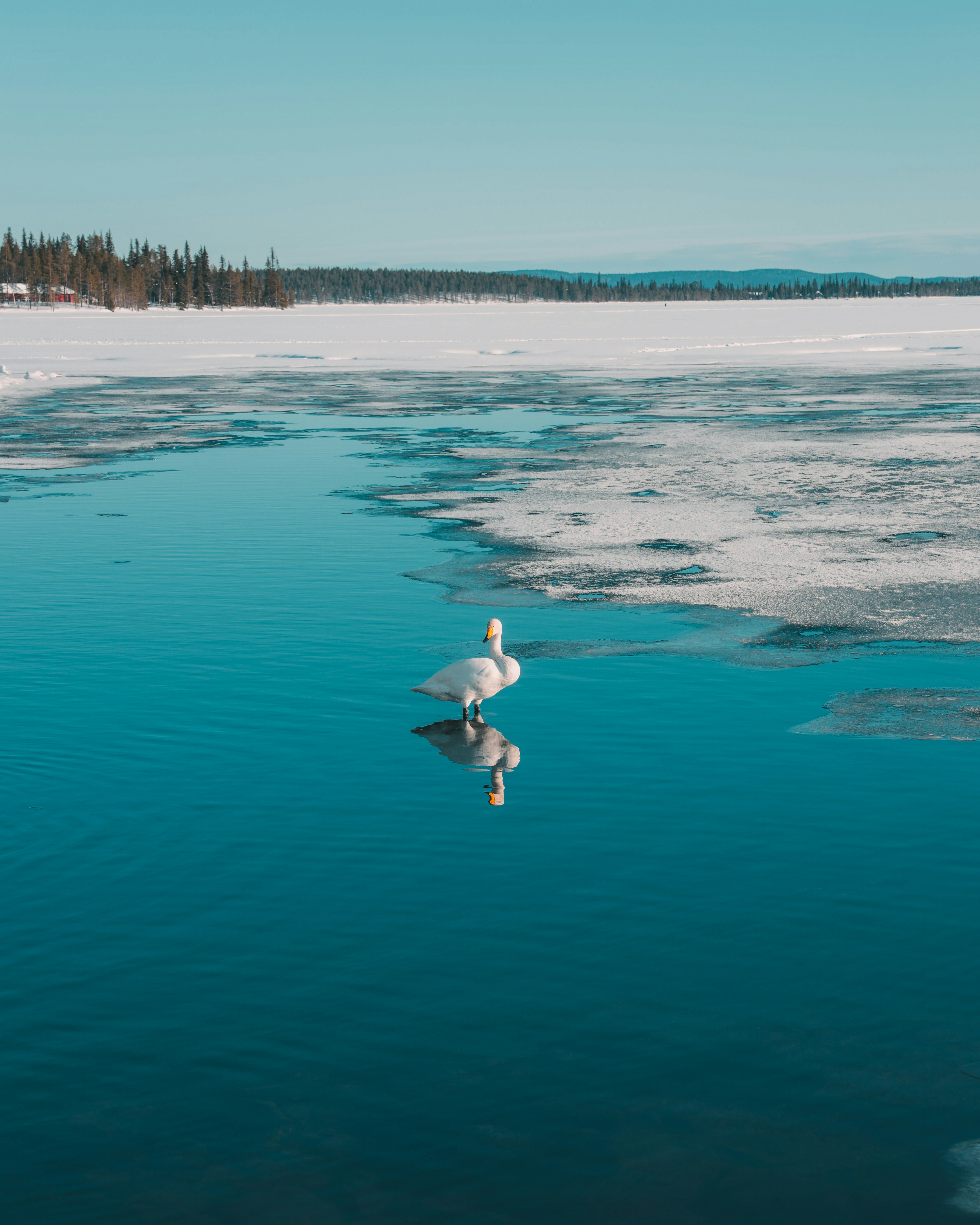 Gliding Solitude: A Swan on a Glassy Arctic Lake