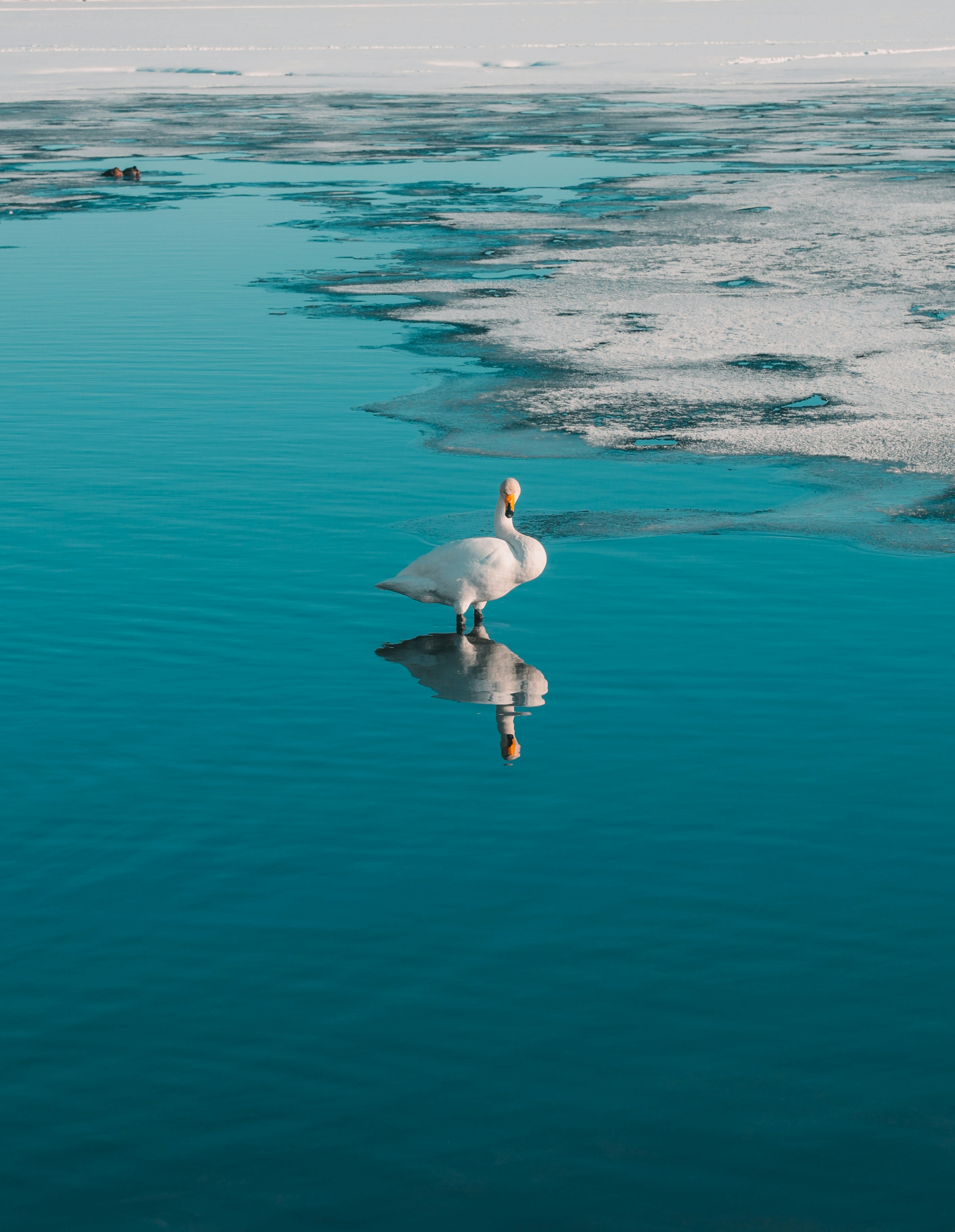 Swan on a Teal Mirror: Quiet Glide Across a Glacial Pond