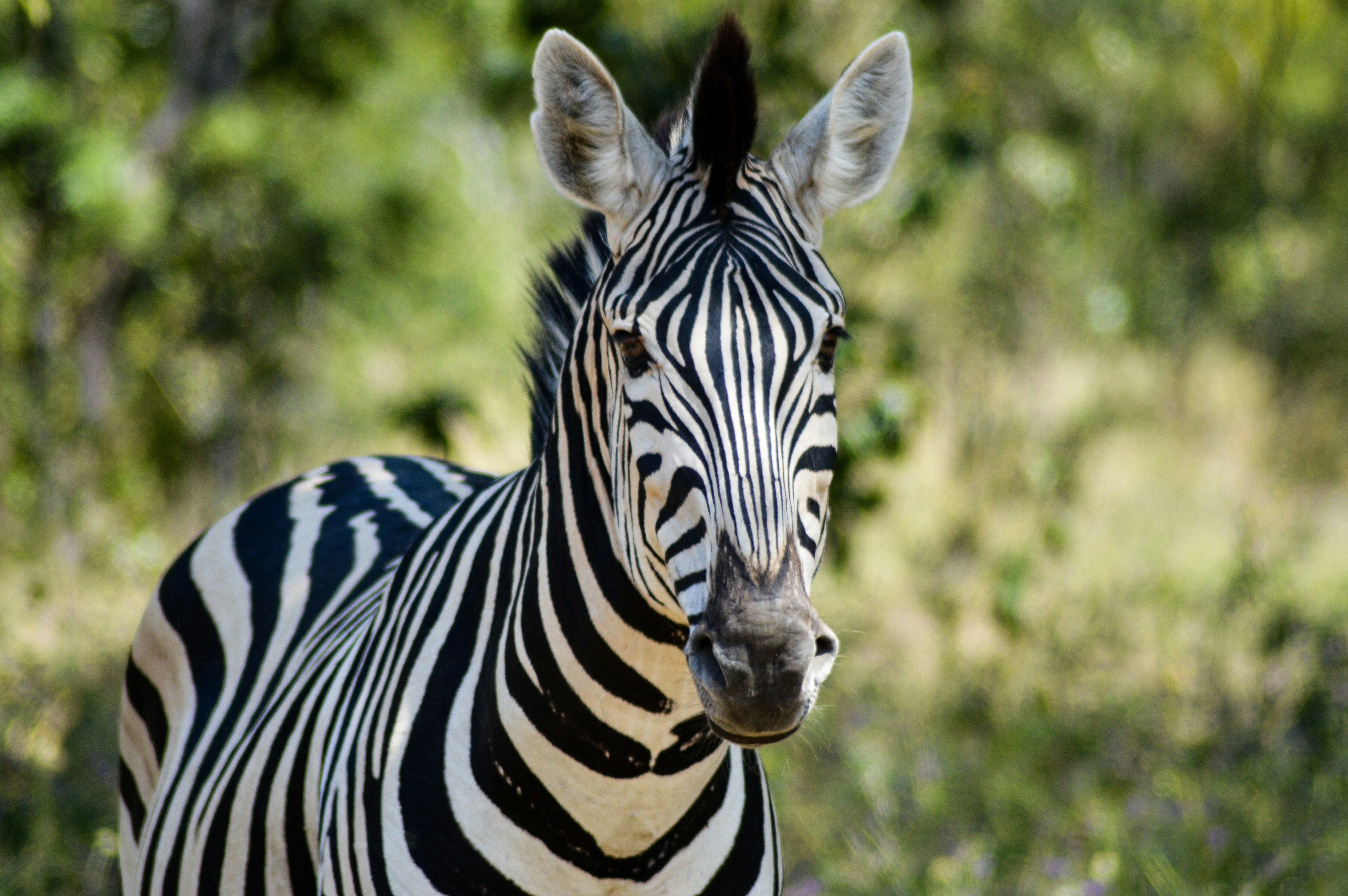 A close up of a zebra in a field photo – Free Animal Image on Unsplash