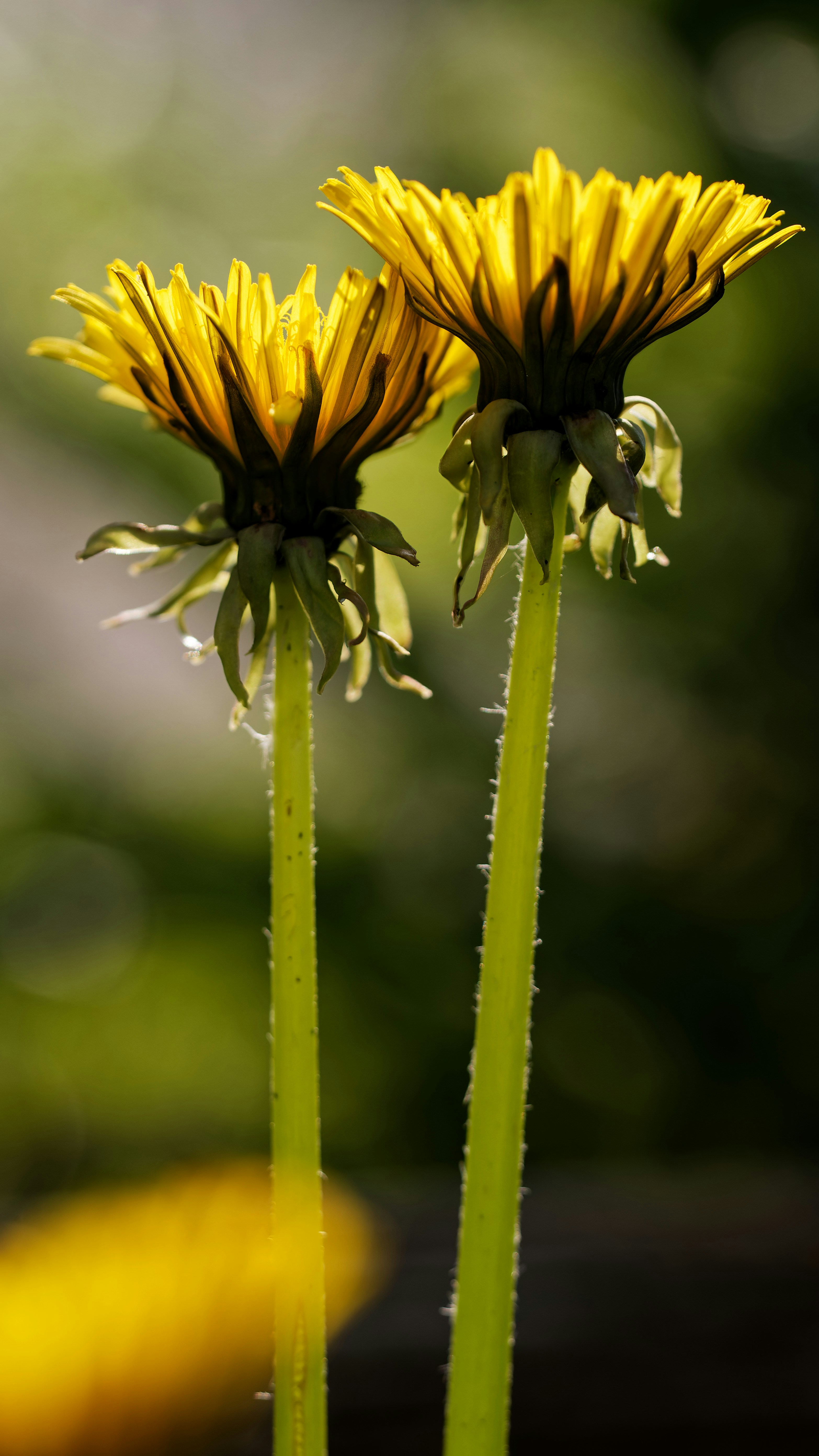 Twin Golden Heads Rising: Sunlit Dandelions on Slender Stems