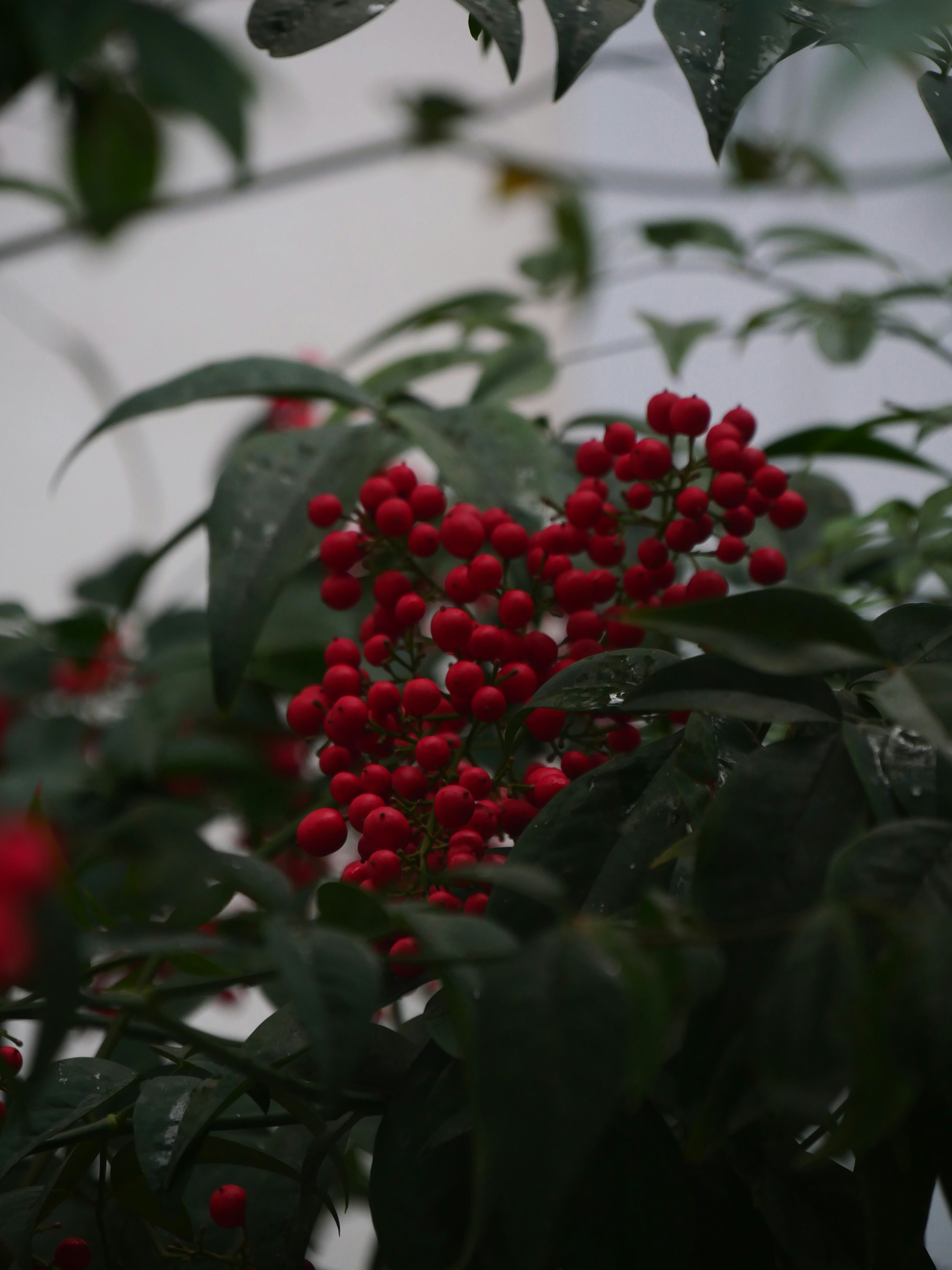 Crimson Berries Framed by Velvet Green
