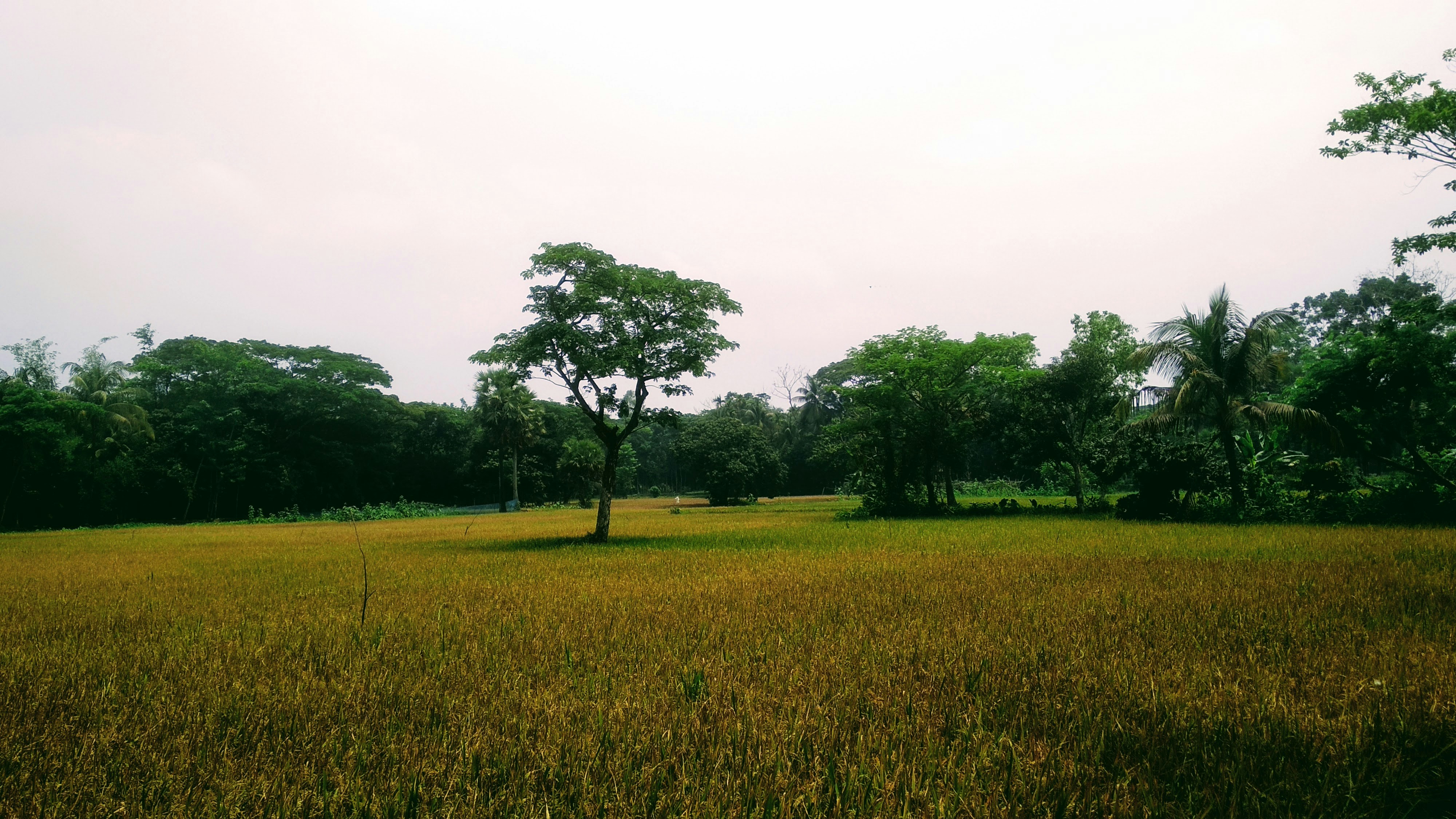 Yellow Paddy Field