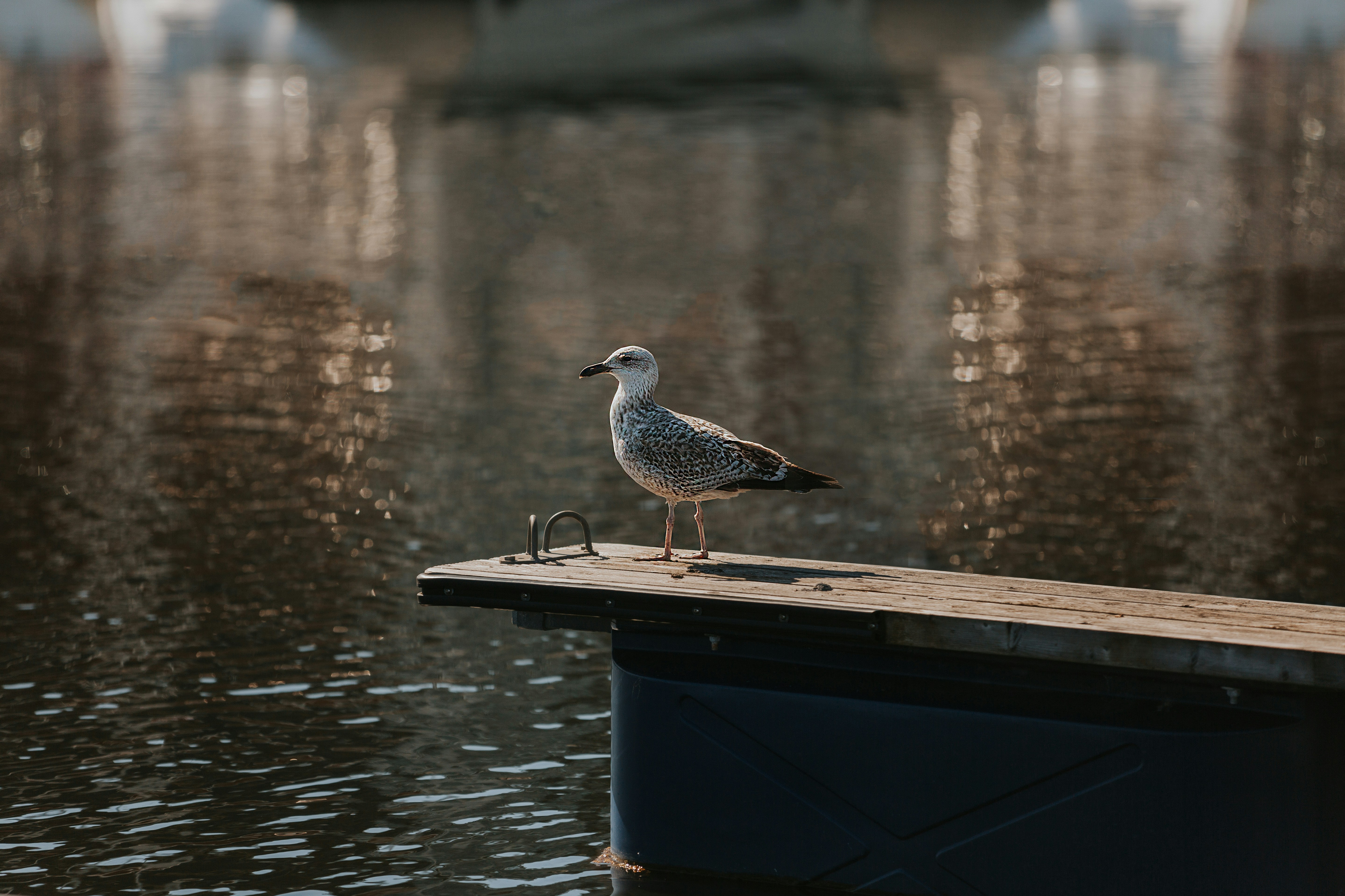 Uma gaivota em pé em uma doca ao lado de um corpo de água foto – Imagem ...