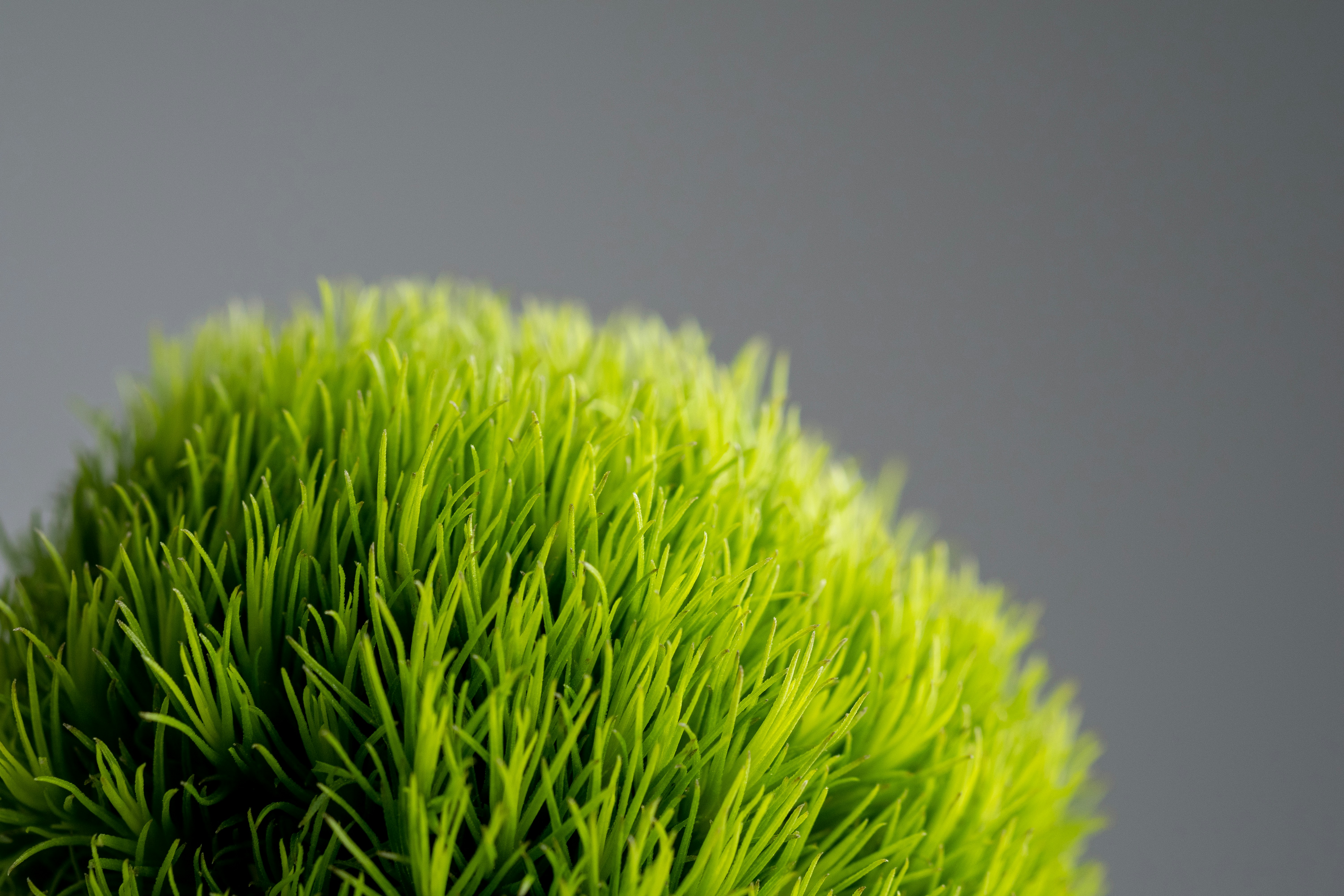 Emerald Crown: Macro Portrait of a Moss Ball Against a Quiet Gray Backdrop