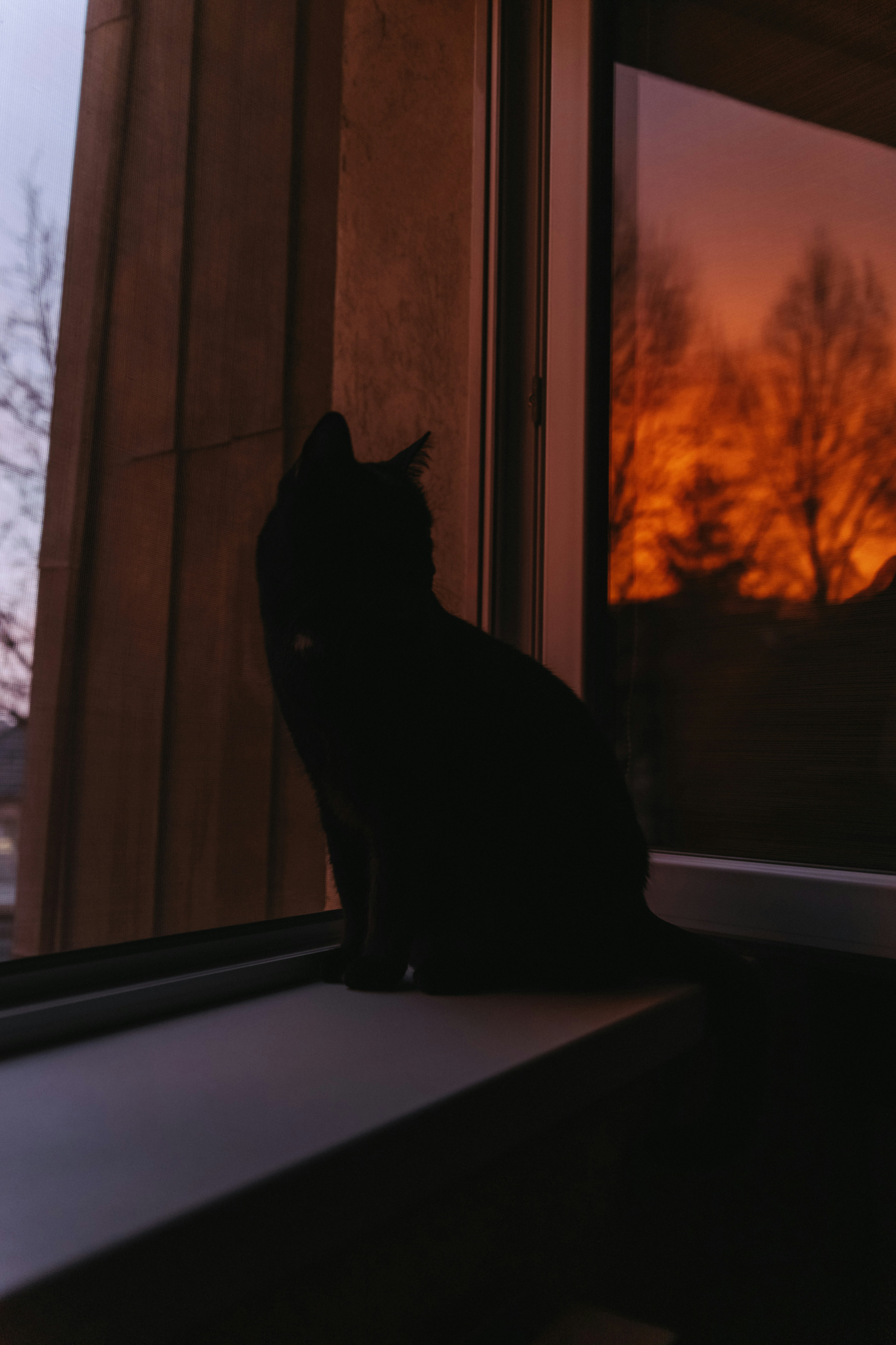 Dusk Vigil: A Cat Silhouette Framed by Sunset Firelight