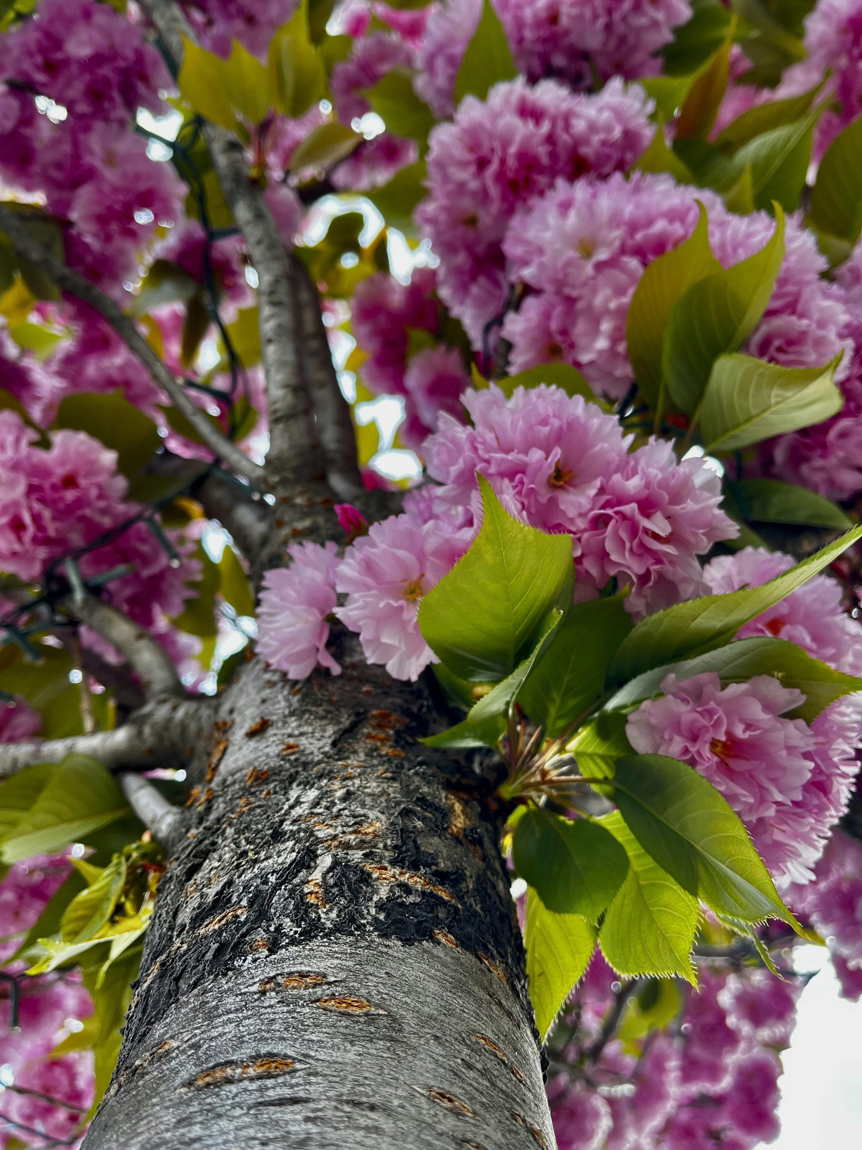 Blossoms Ascend a Bark-Wraught Trunk