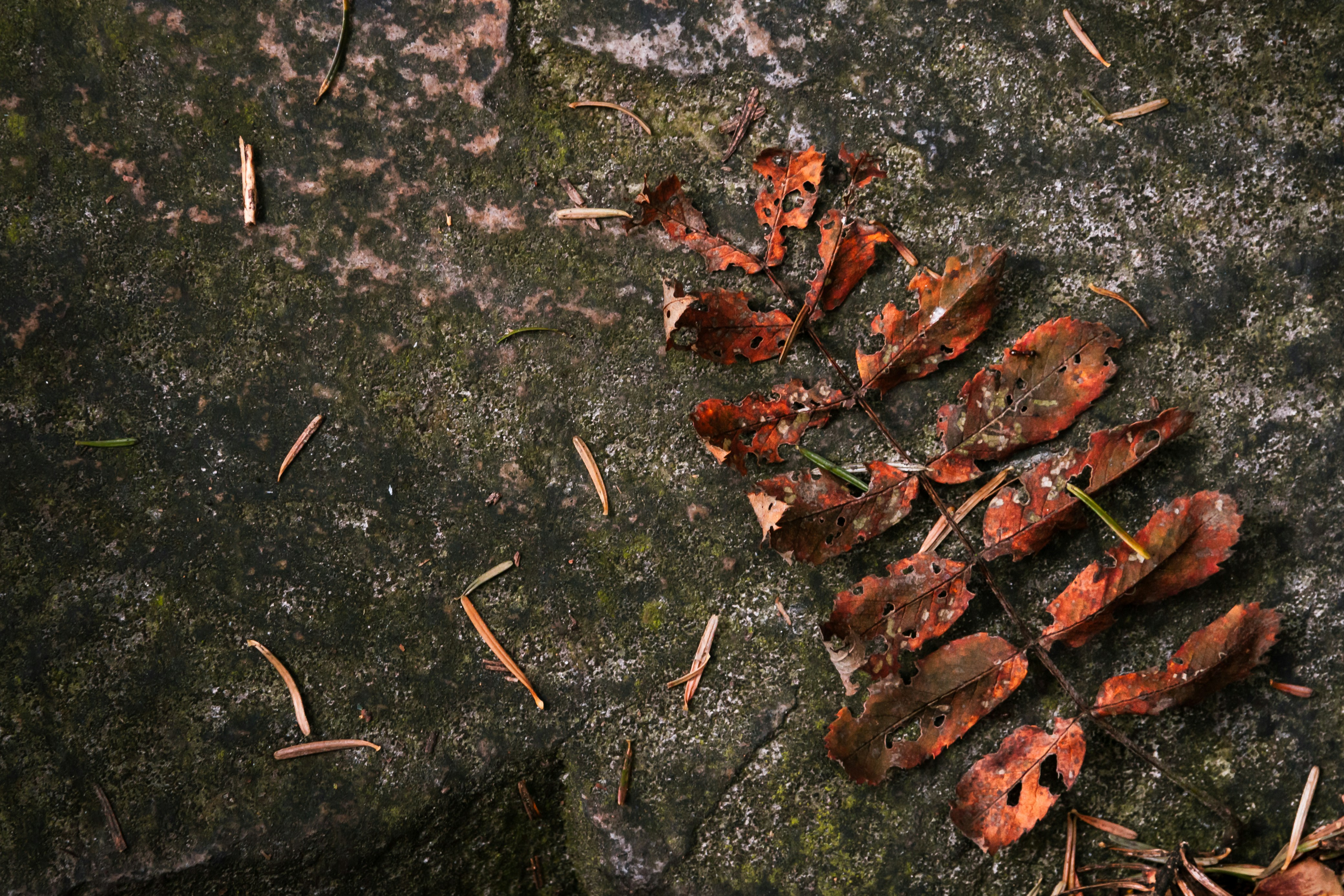 Whispers of Autumn on Stone