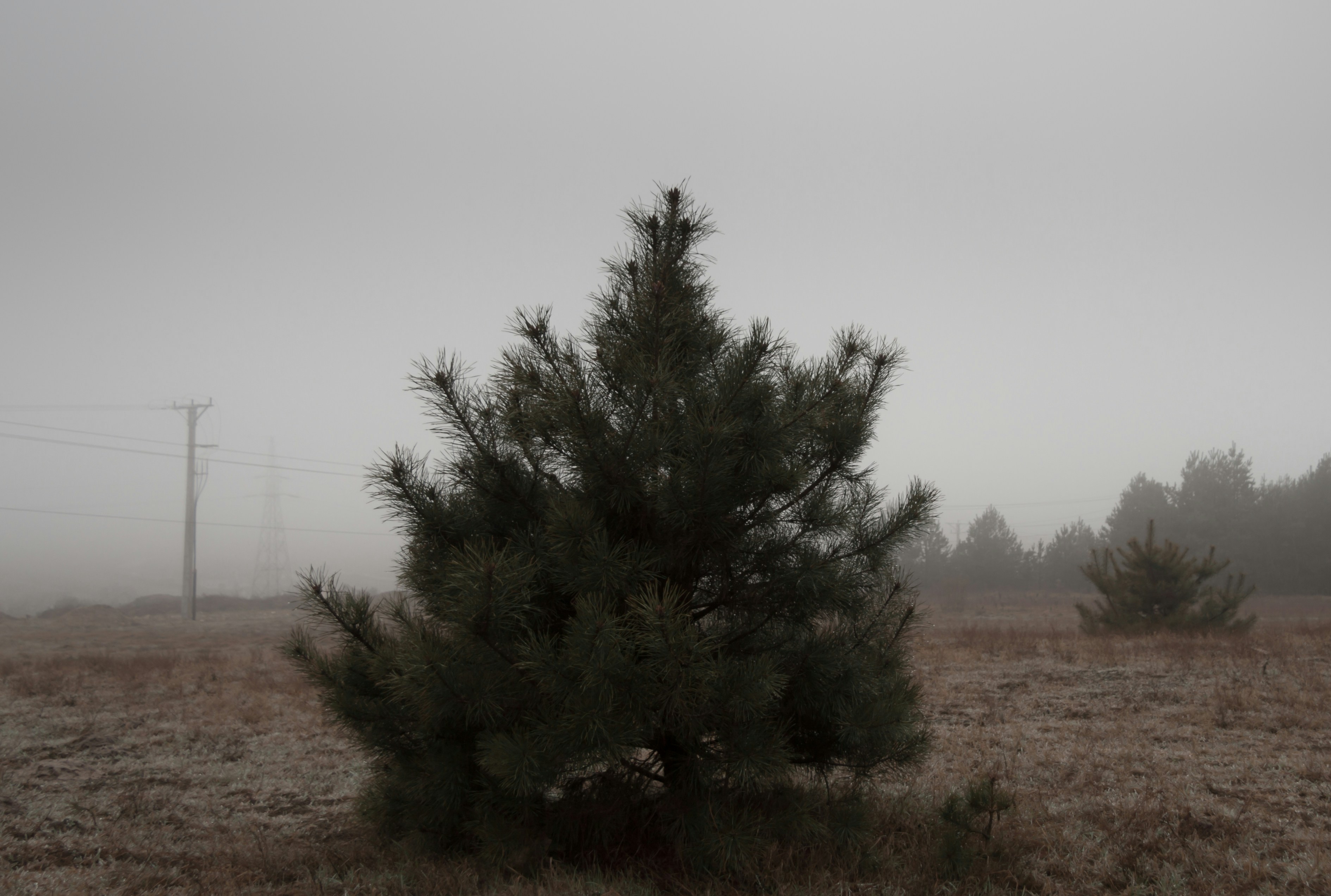 Fogbound Pine Sentinel in a Quiet Field