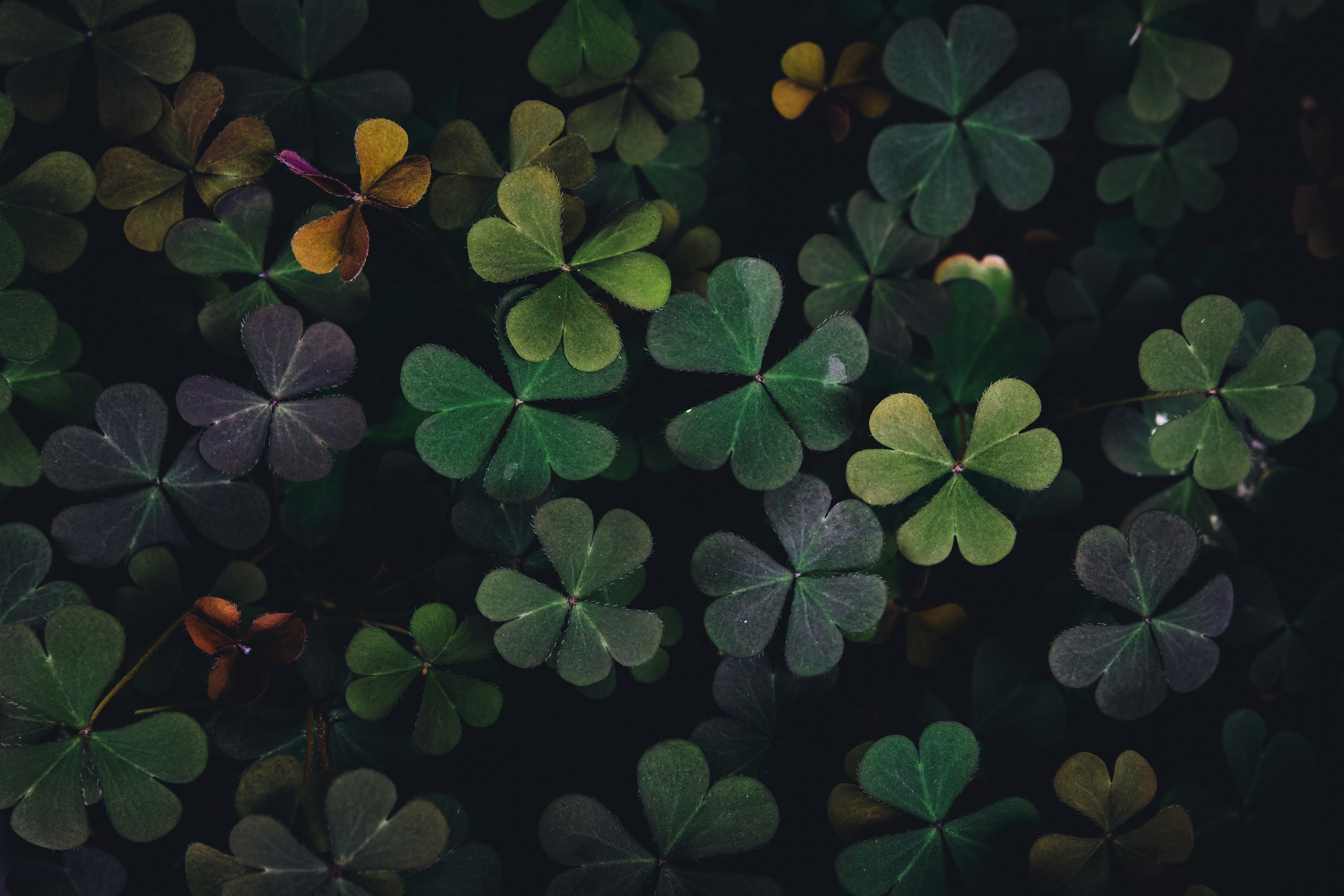 A group of four leaf clovers in the dark photo – Free Serbia Image on ...