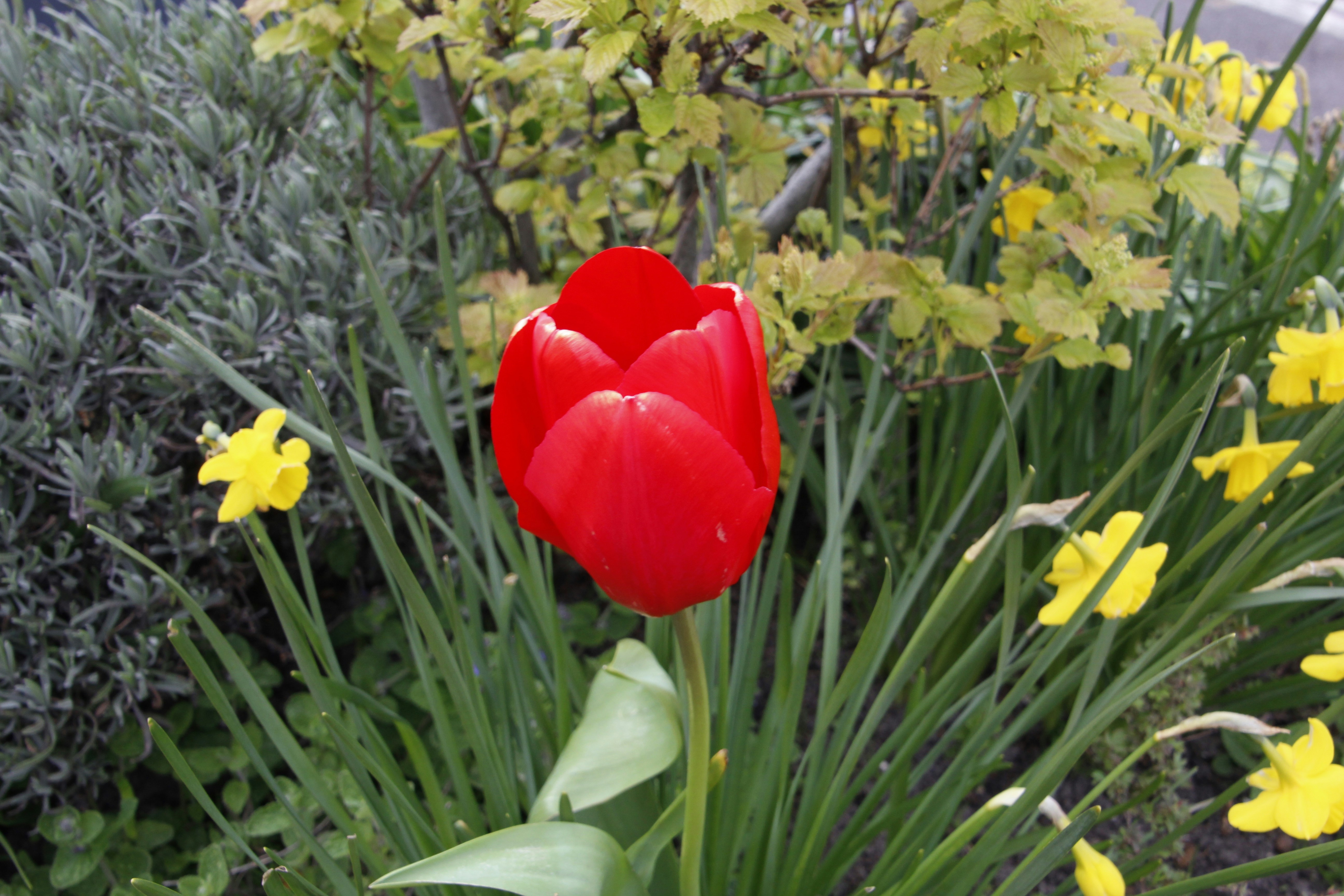 Crimson Tulip Rising Among Golden Daffodils in a Garden Bed