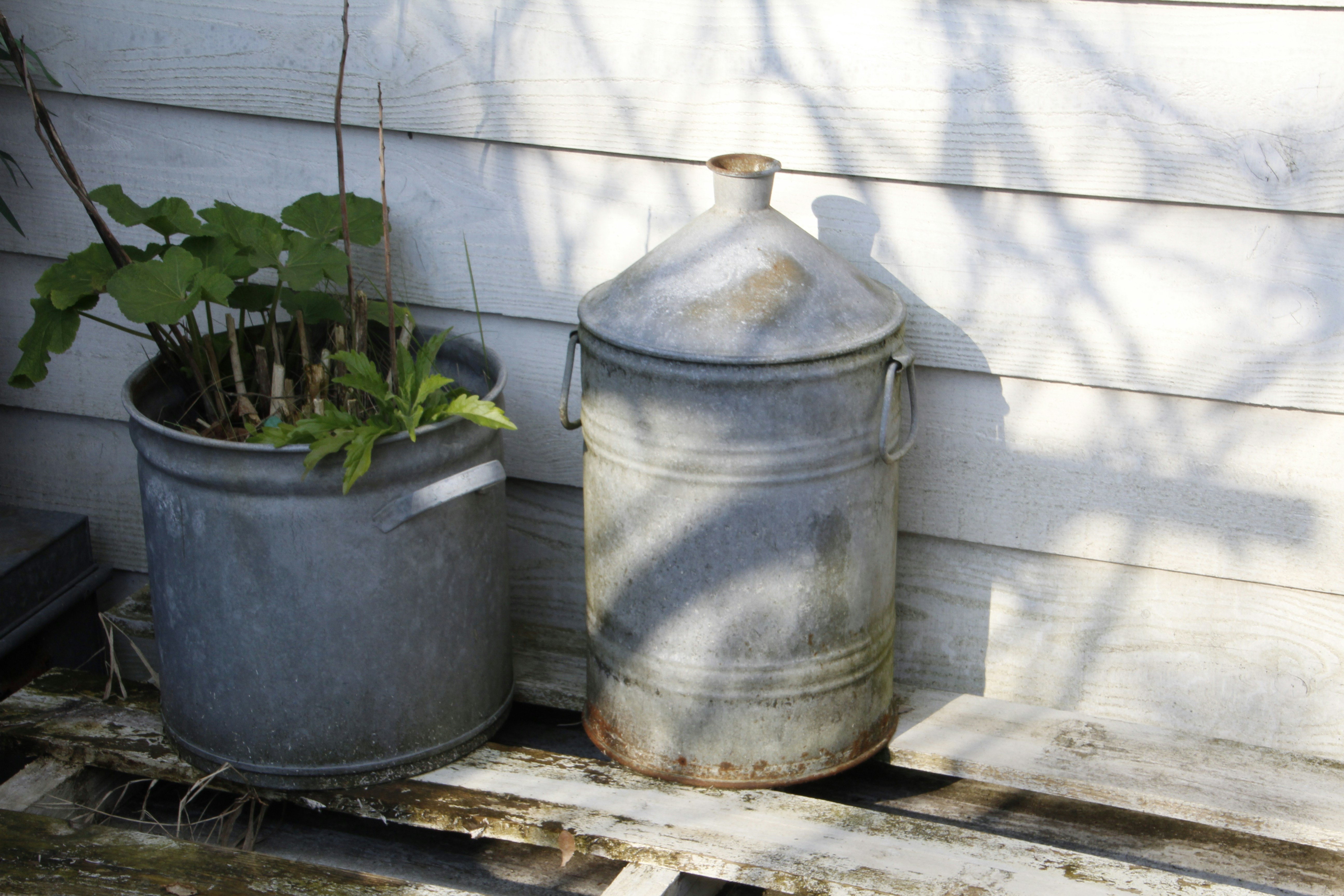 Sunlit Rust on Wood: Weathered Jars and a Green Companion