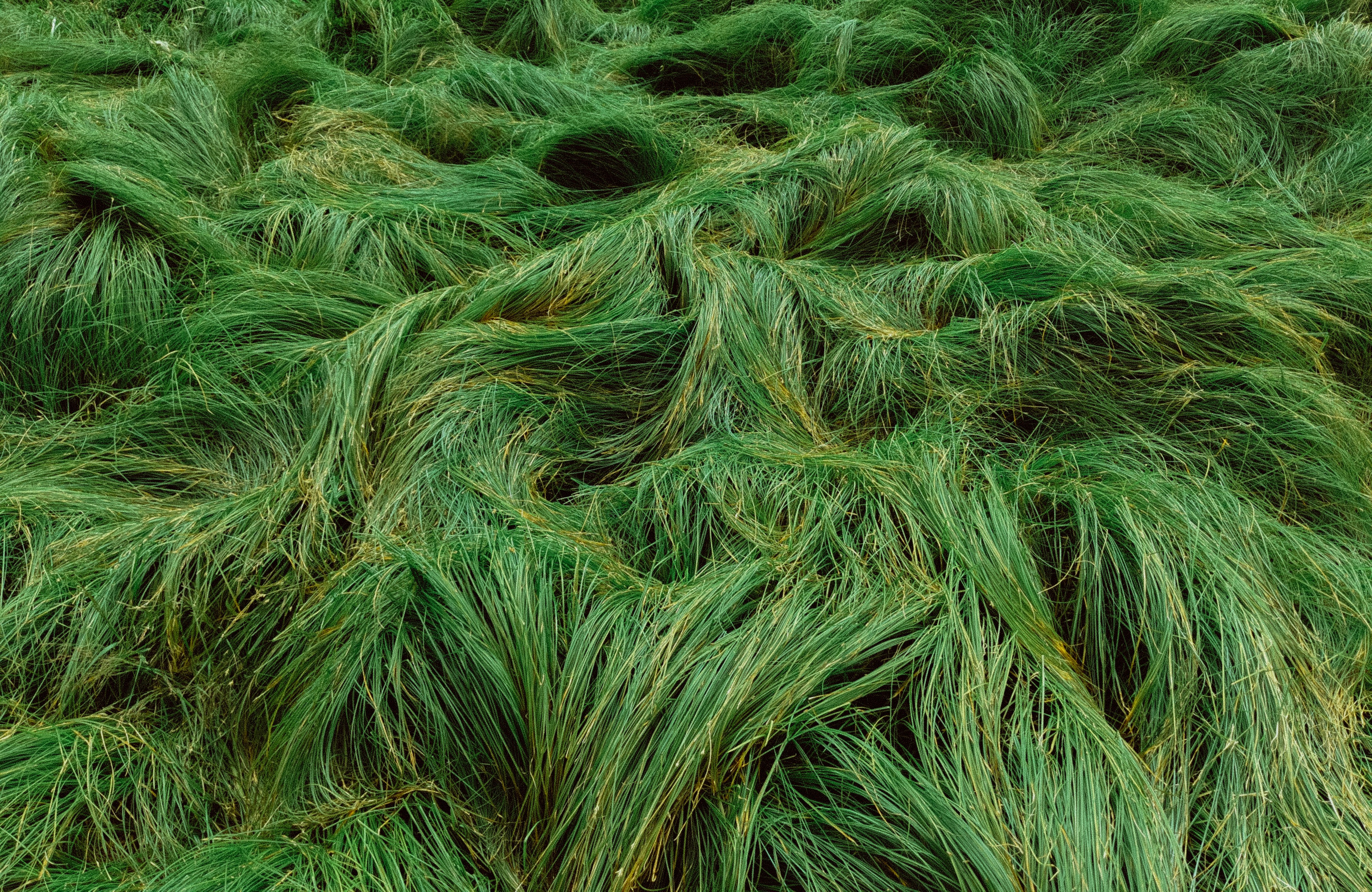 Emerald Tangles: A Macro Close-Up of Dense Grass Tufts
