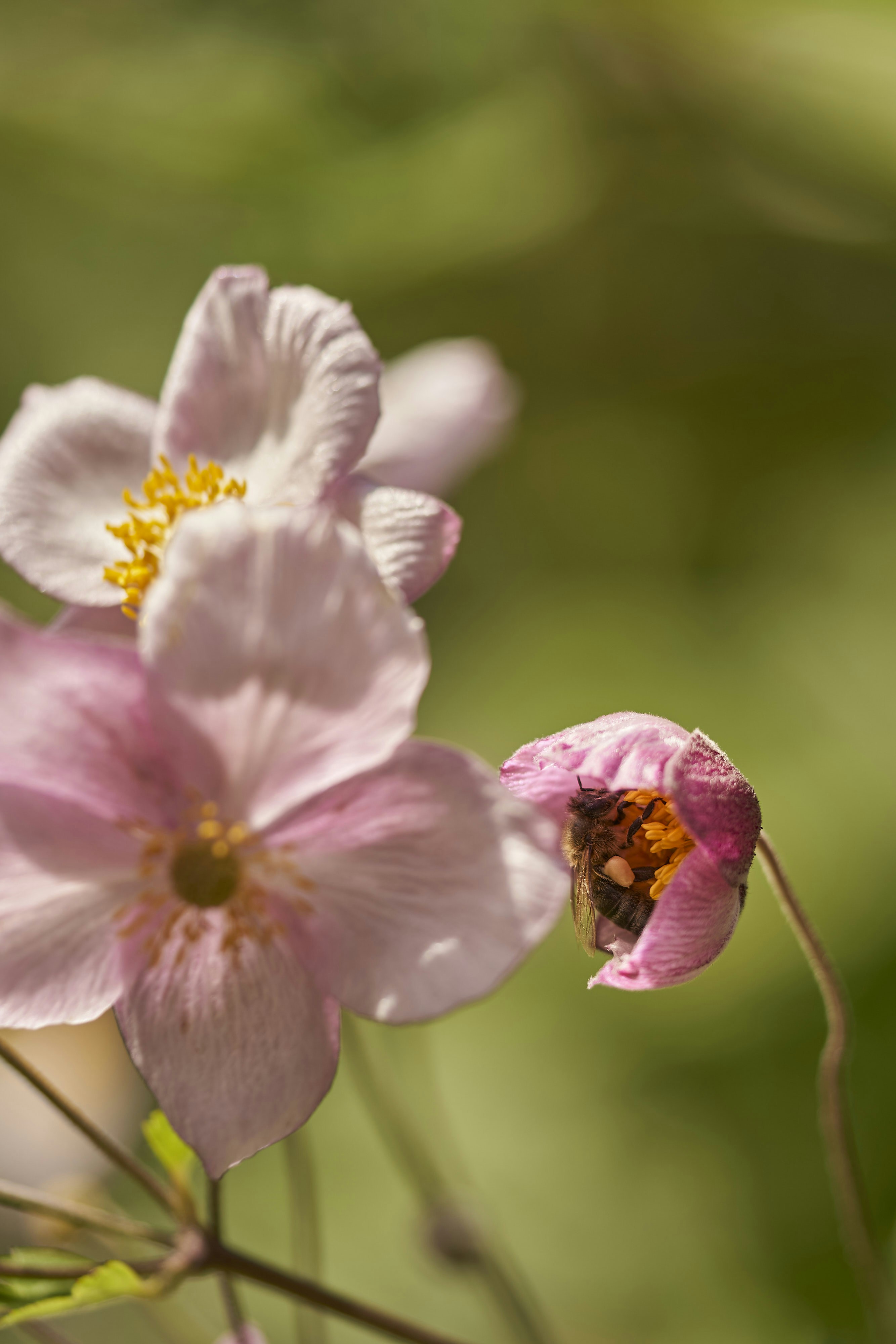 Petal Compass: A Pink Bloom Framed by a Buzzing Moment