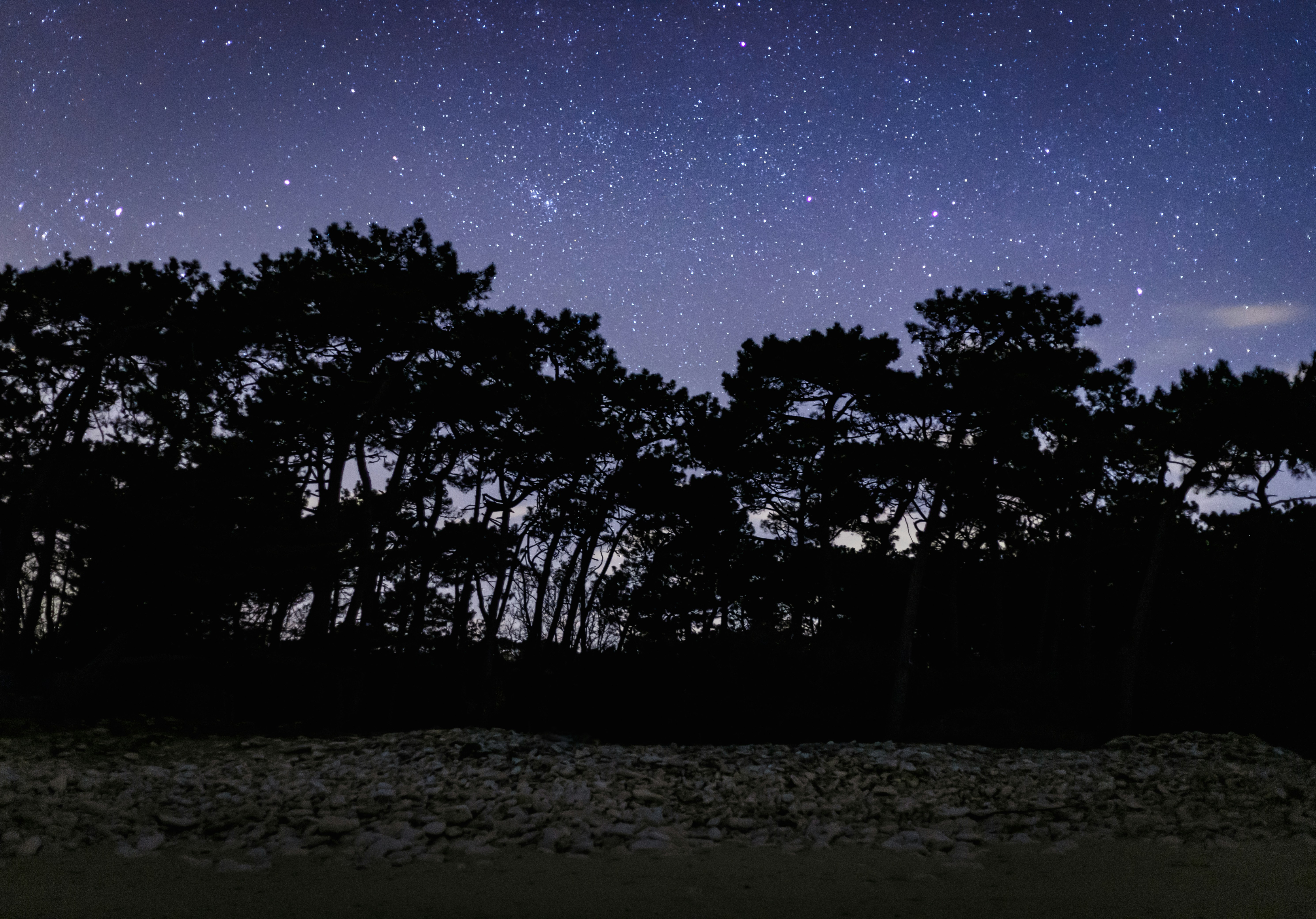 The night sky is filled with stars and trees photo – Free Beach Image ...