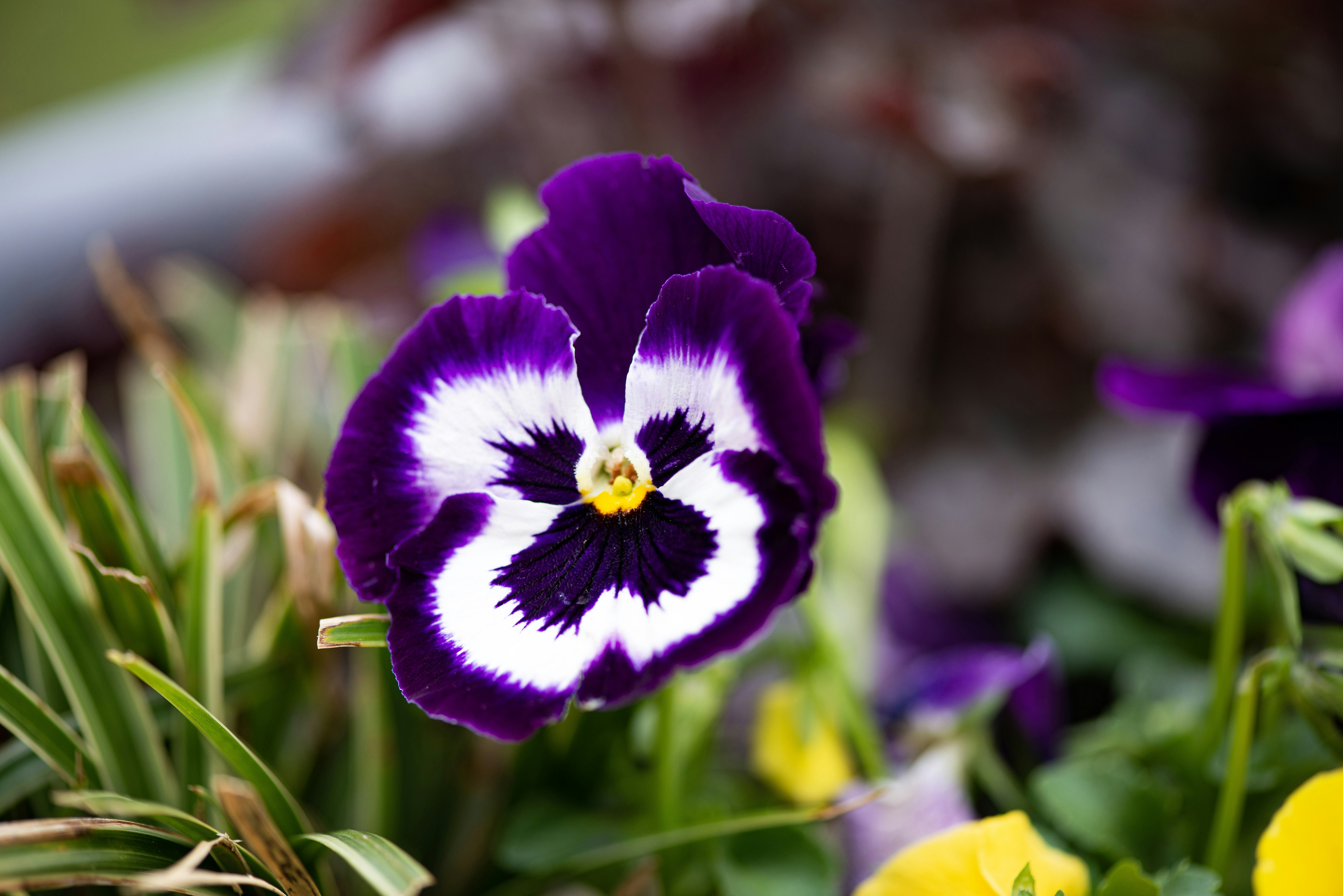 Pansy Flower Pictures | Download Free Images on Unsplash