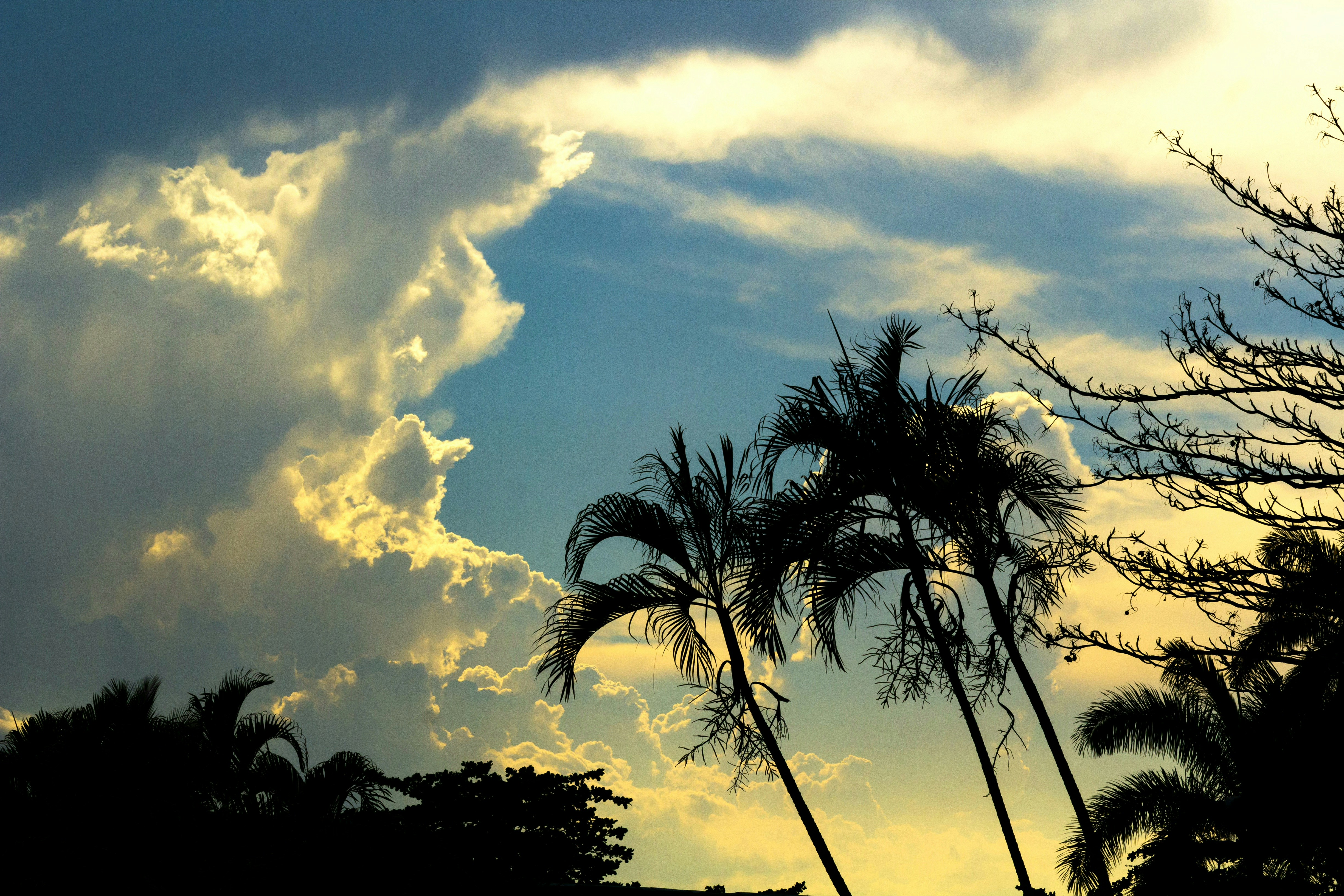 Un par de palmeras sentadas bajo un cielo nublado foto – Imagen de ...
