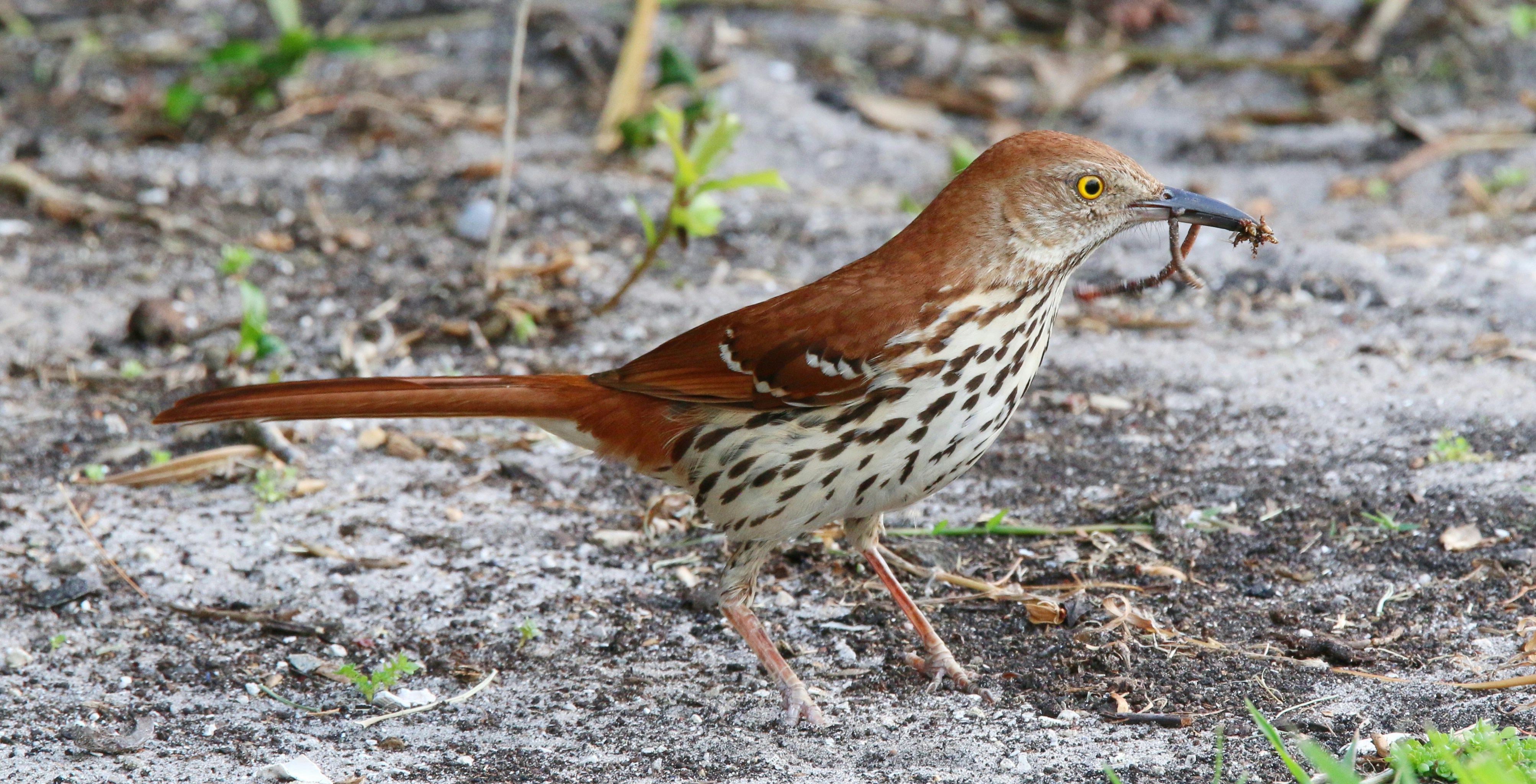 Brown Thrush in Ground Texture: Focus on the Beak