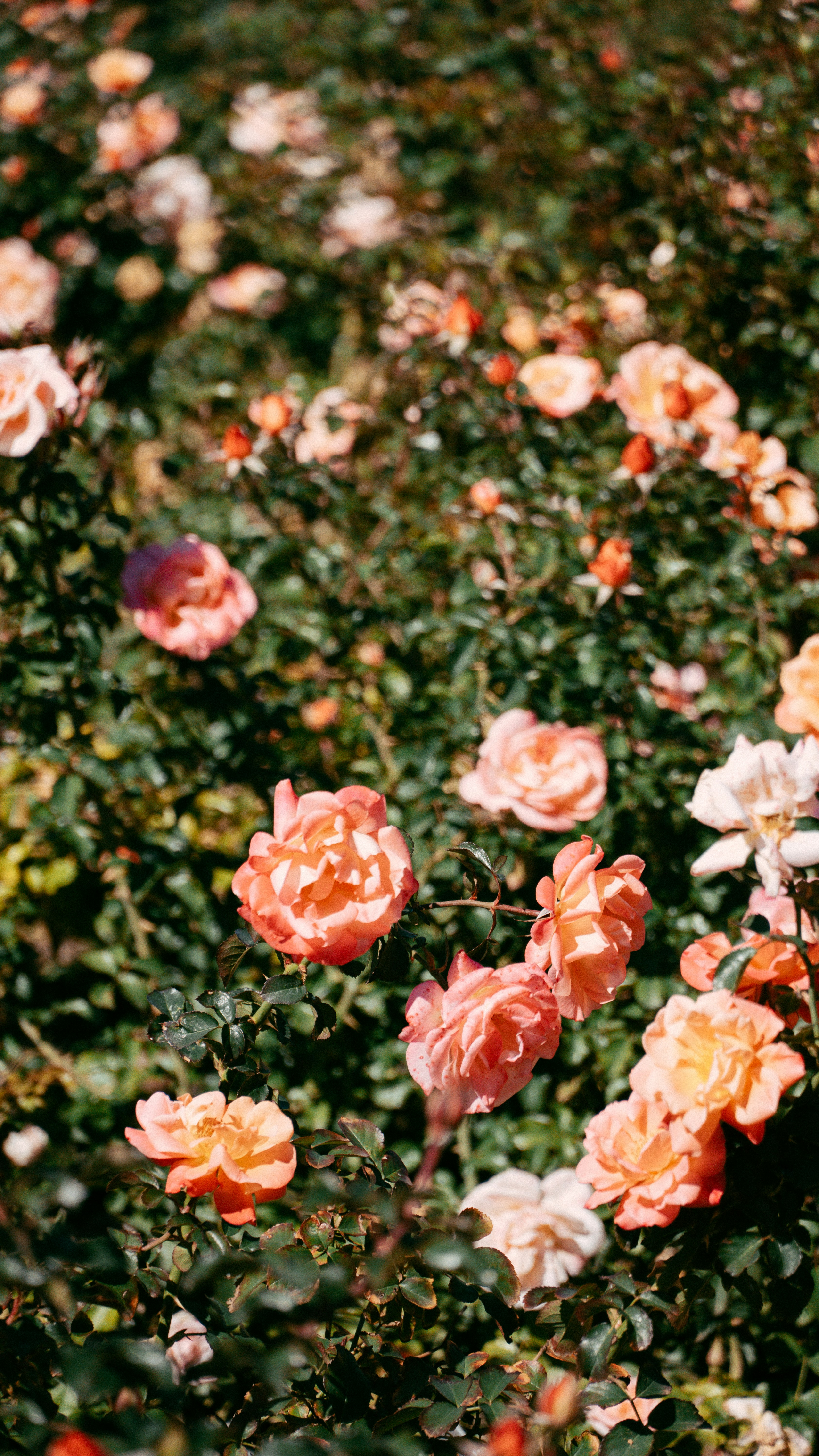Field Of Roses Tumblr