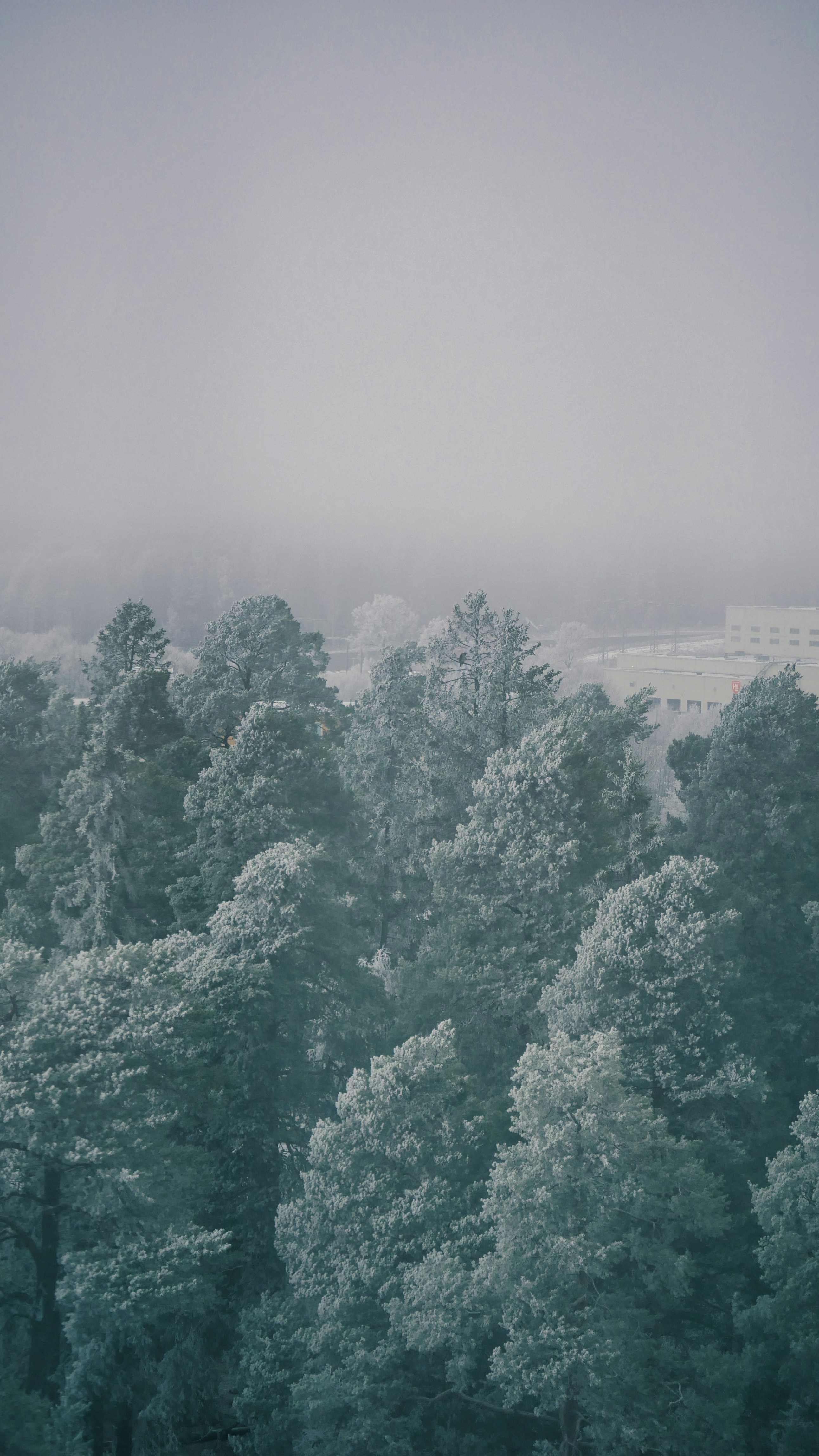 Mist-Laced Pines at the Edge of the Horizon