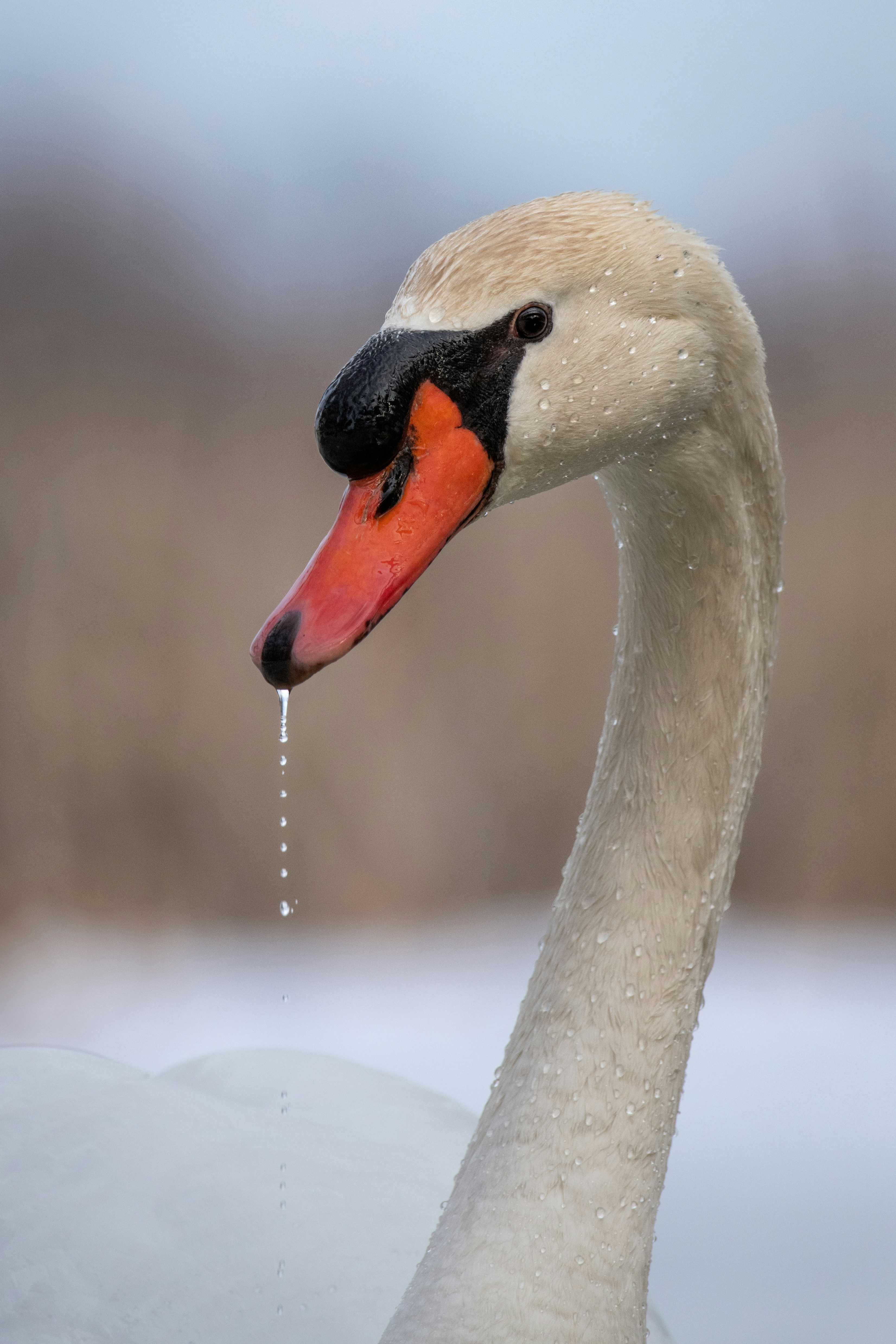 Close-up of a swan's head with droplets of water glistening on its feathers, showcasing its vibrant orange beak and graceful neck.