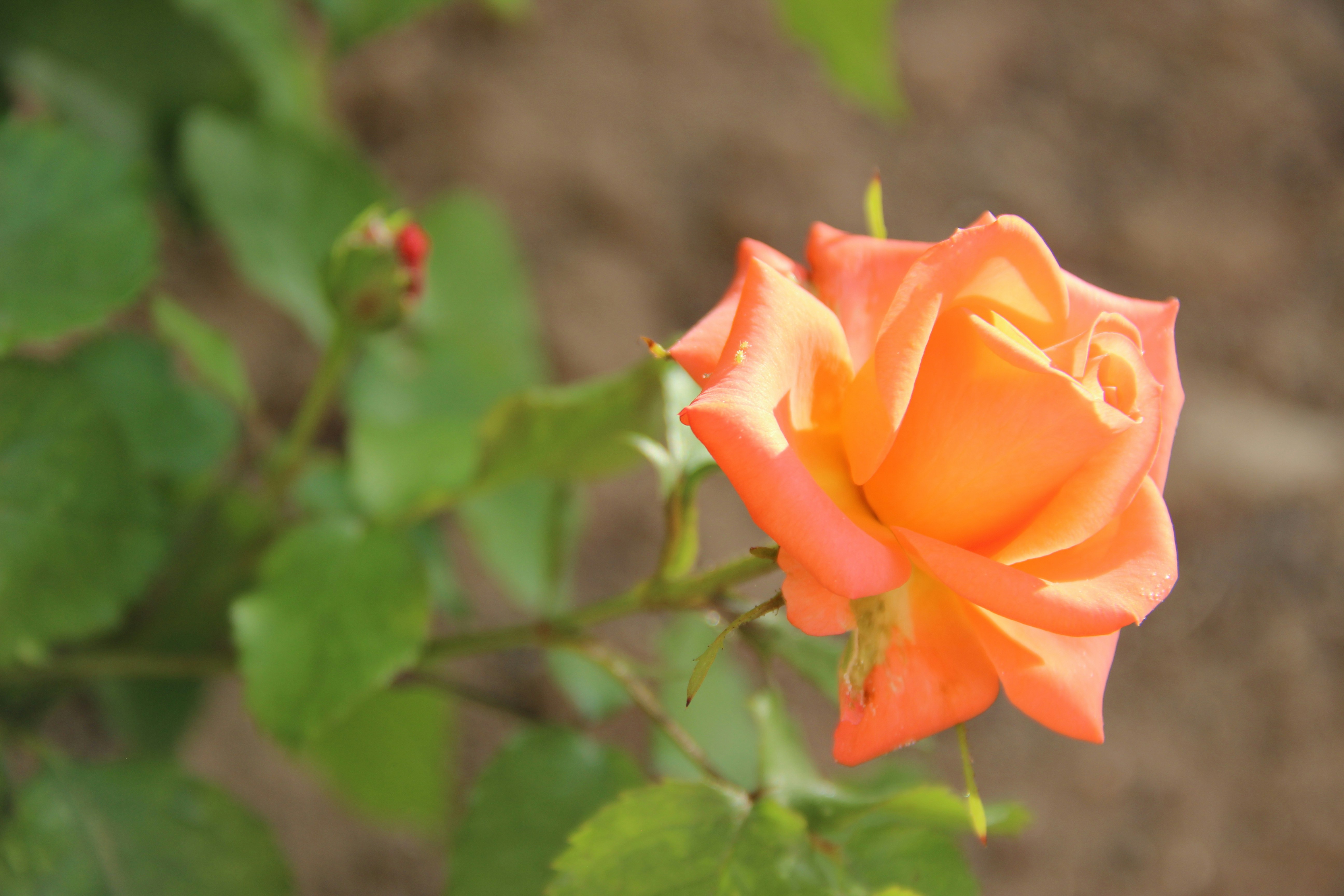 Sunlit Blossom: A Peach Rose's Gentle Embrace