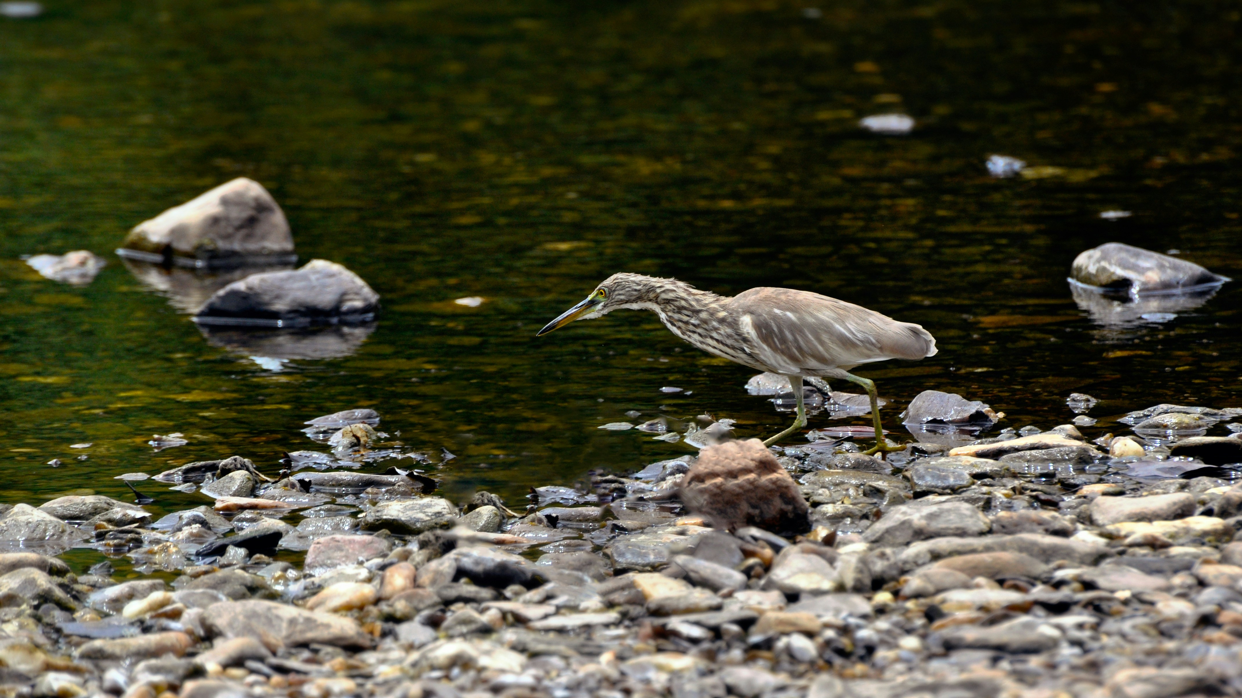 A bird standing on a rocky shore next to a body of water photo – Free ...