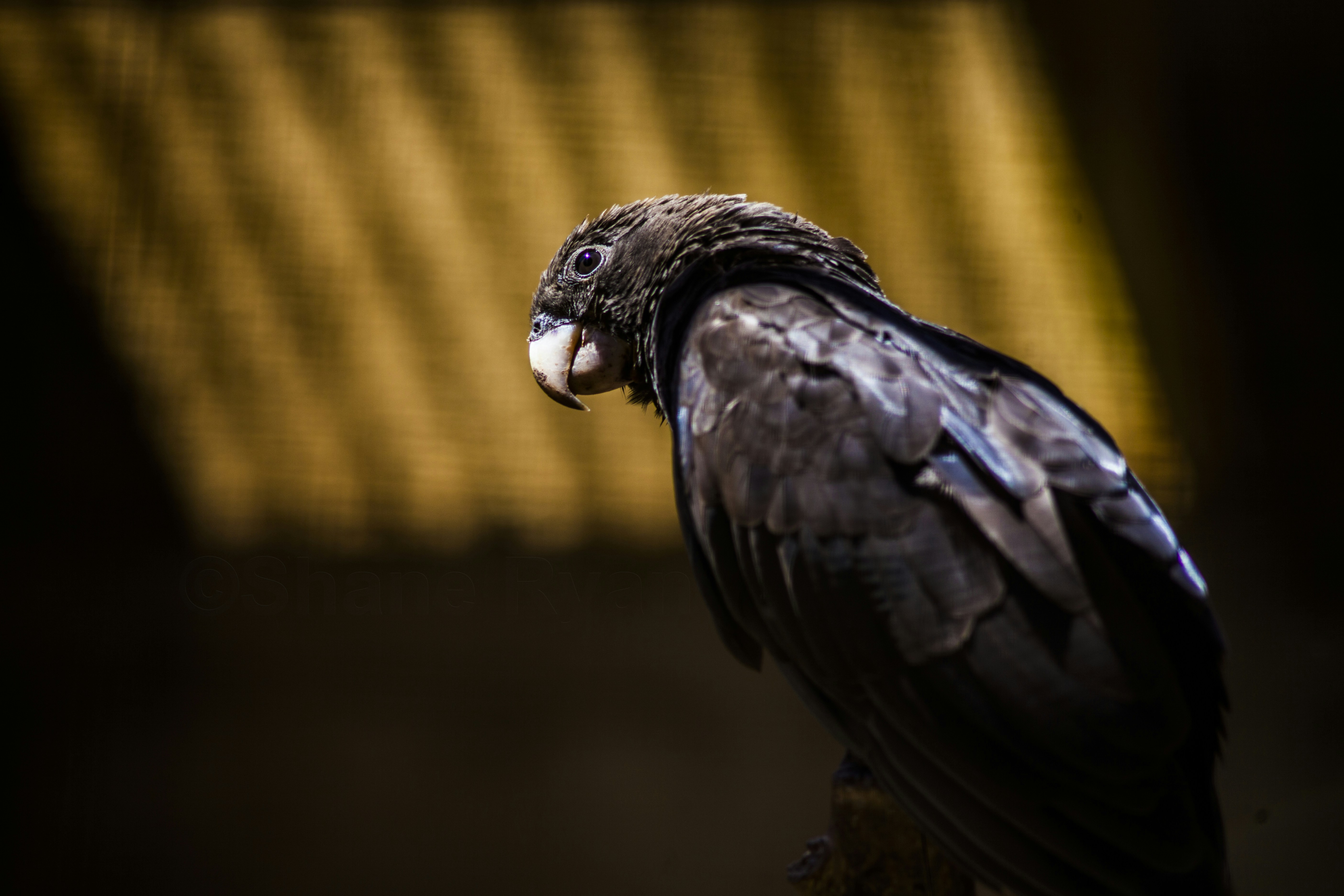 A close up of a bird with a blurry background photo – Free Bird Image ...