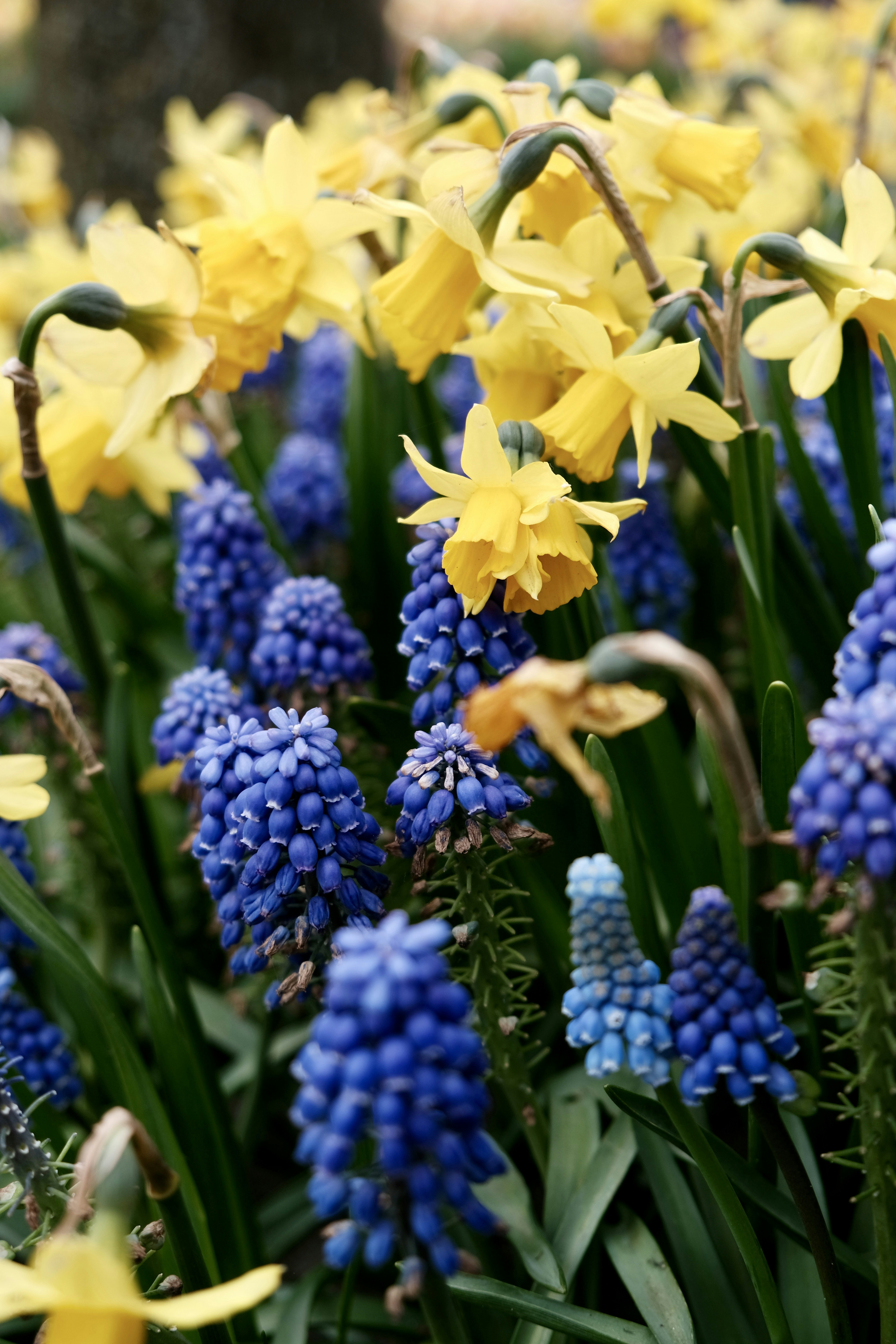 Sunlit Daffodils Dance Through Indigo Hyacinths