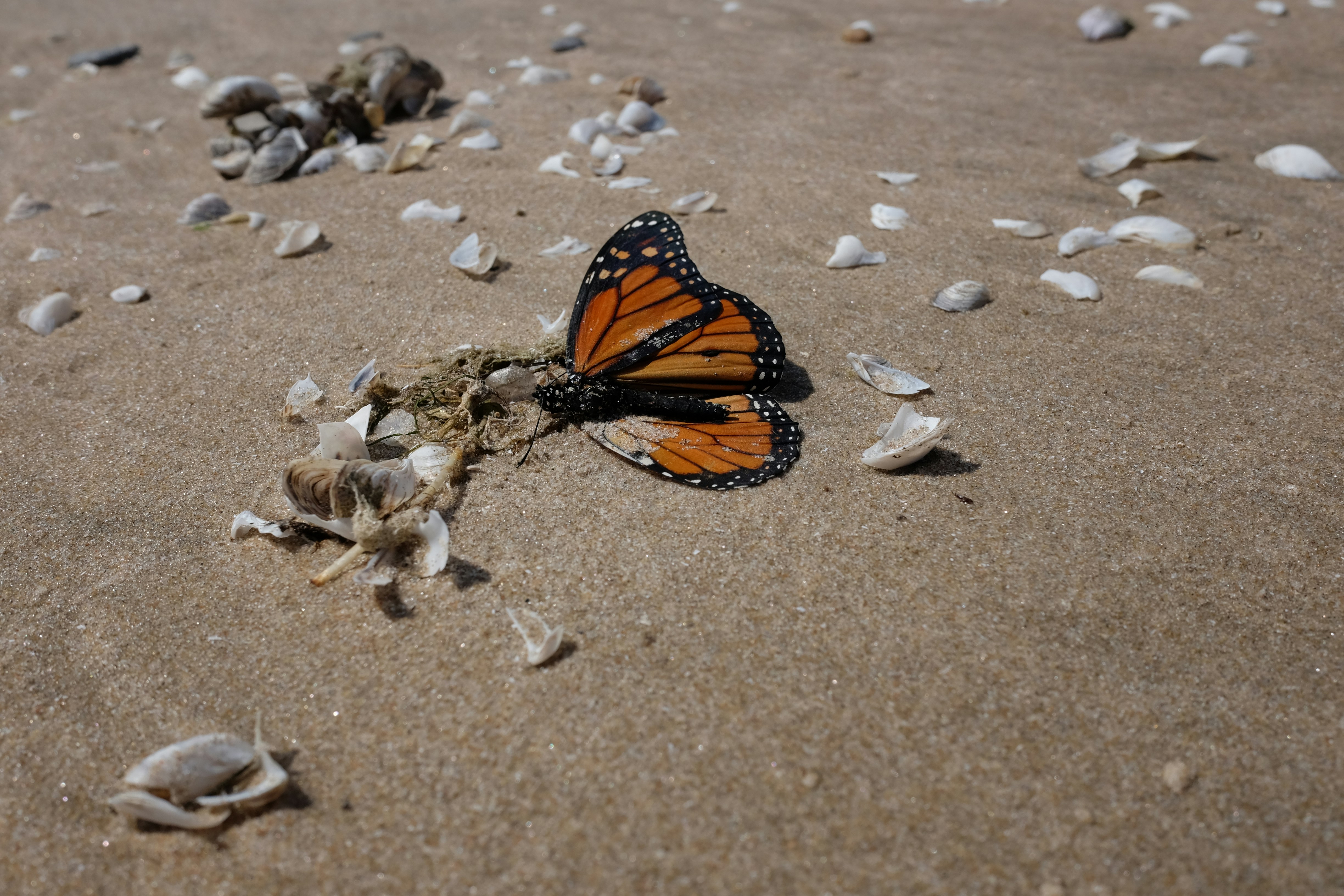 Whispers of Nature: The Monarch's Rest