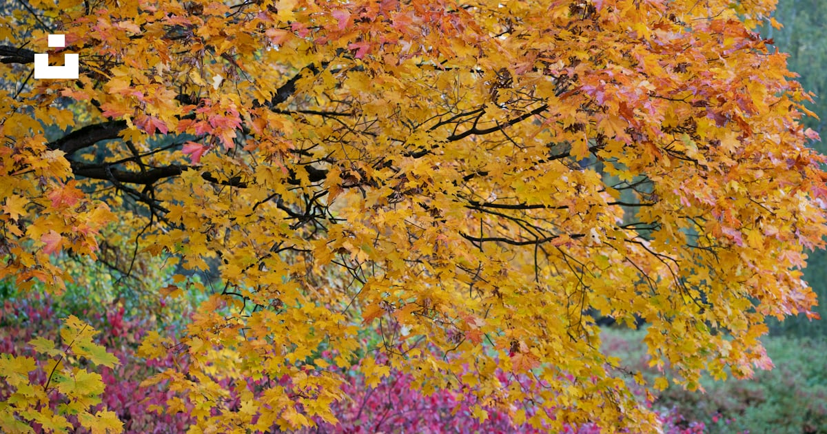 公園の黄色と赤の葉を持つ木の写真 Unsplashの秋の無料画像