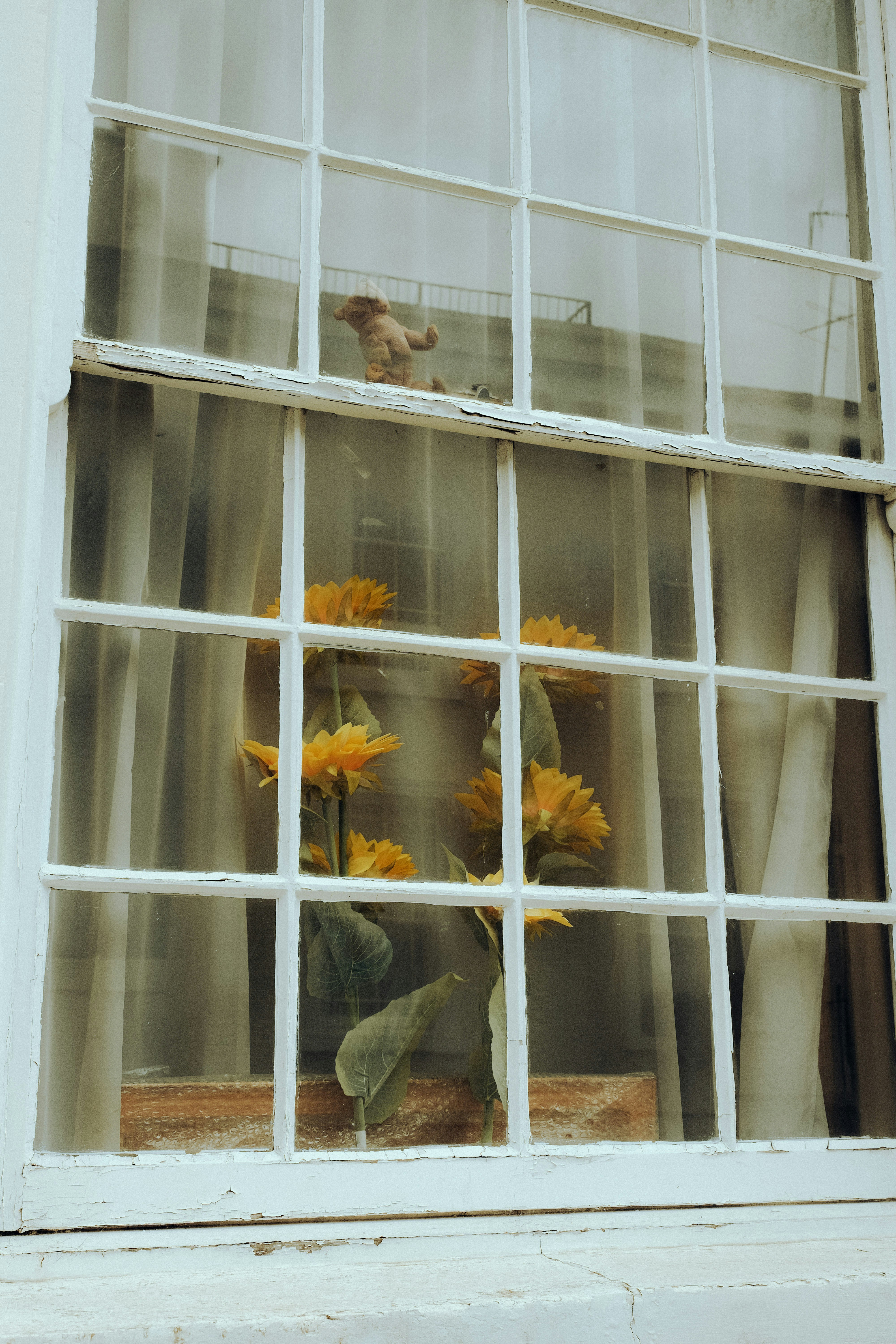 Sunlit Sunflowers Behind a Gridded Window