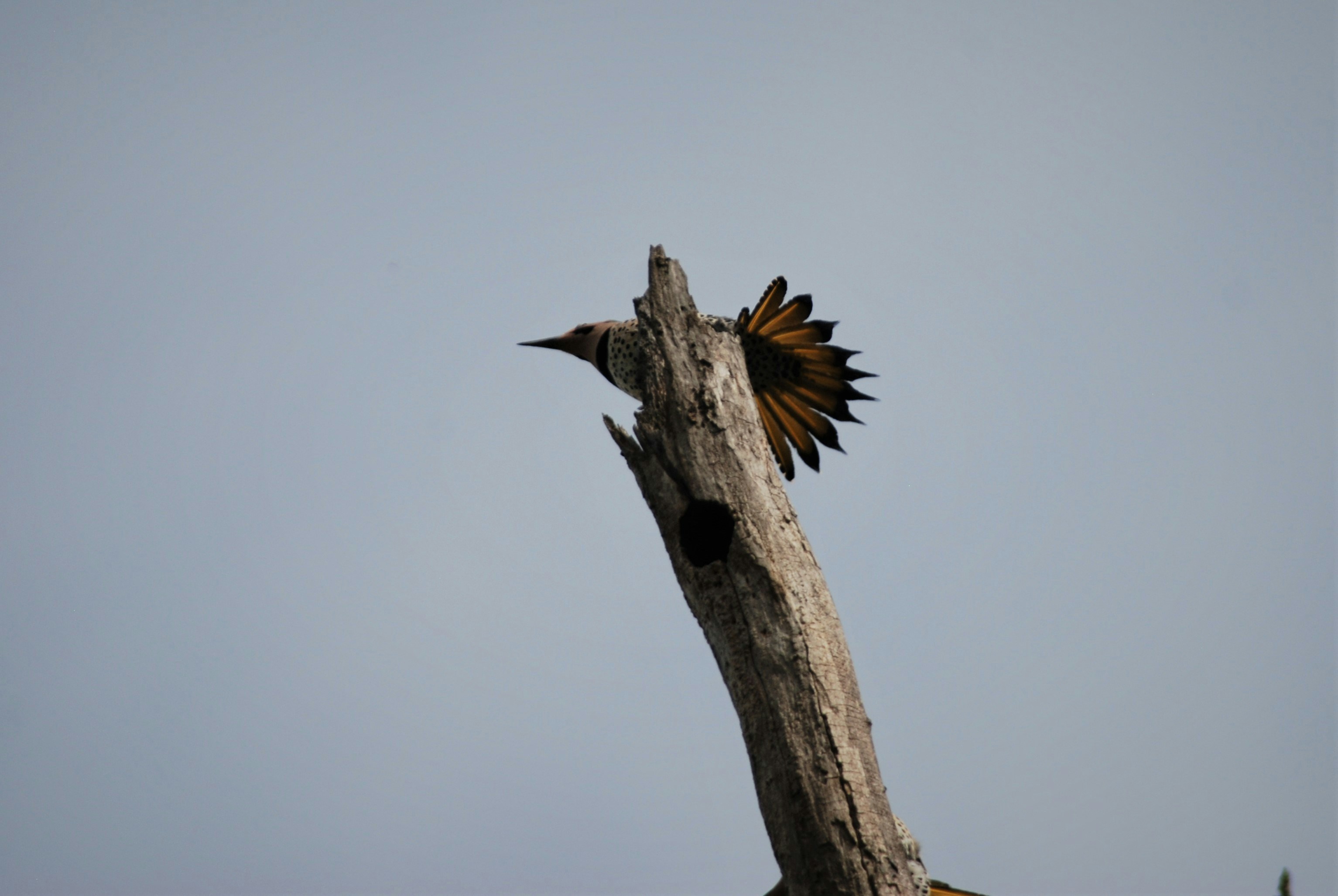 Woodpecker at the Summit of a Weathered Trunk