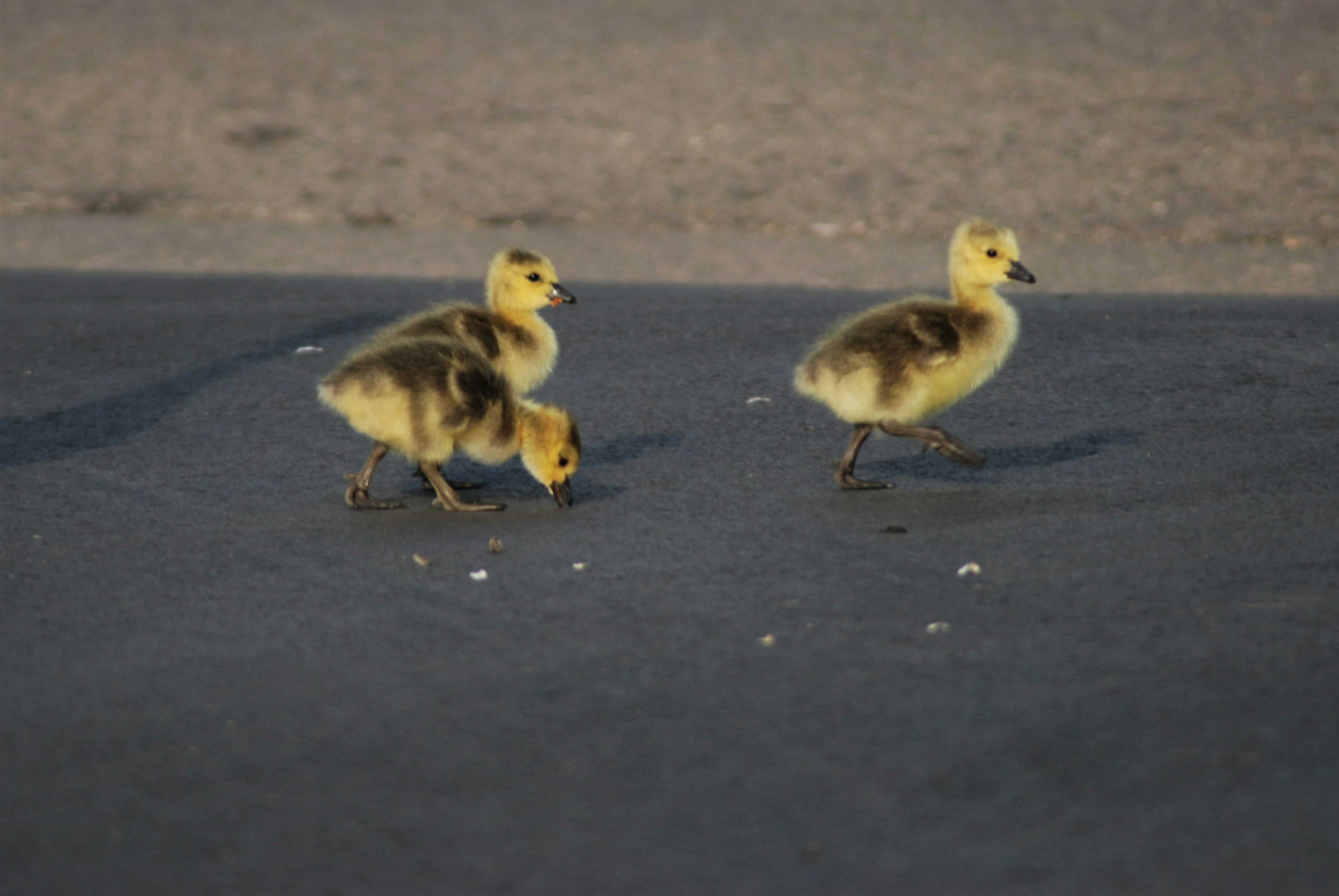 Un par de pequeños patos caminando por una calle foto – Imagen de ...