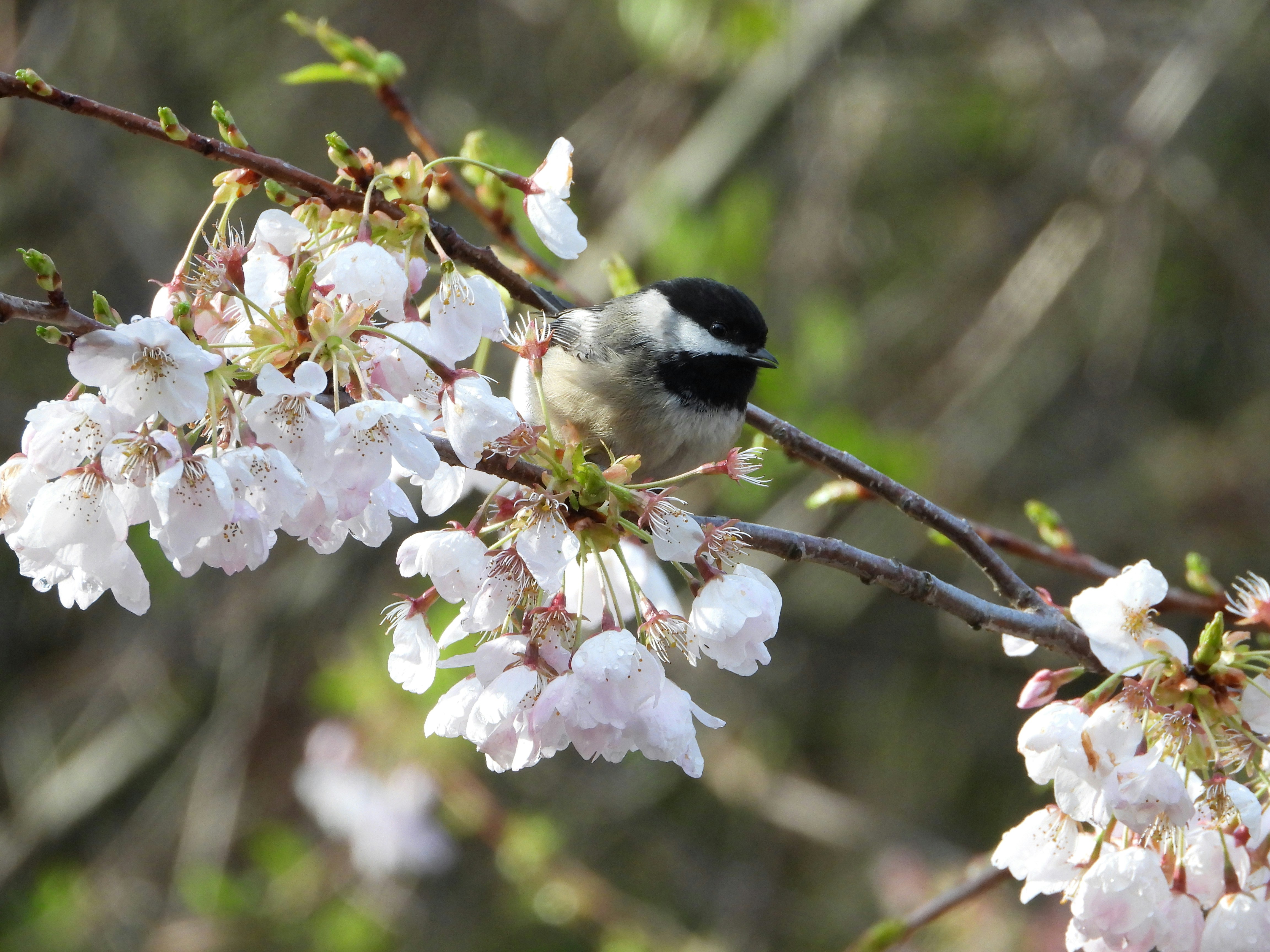 Springtime Peeper: A Black-capped Chickadee Among Cherry Blossoms