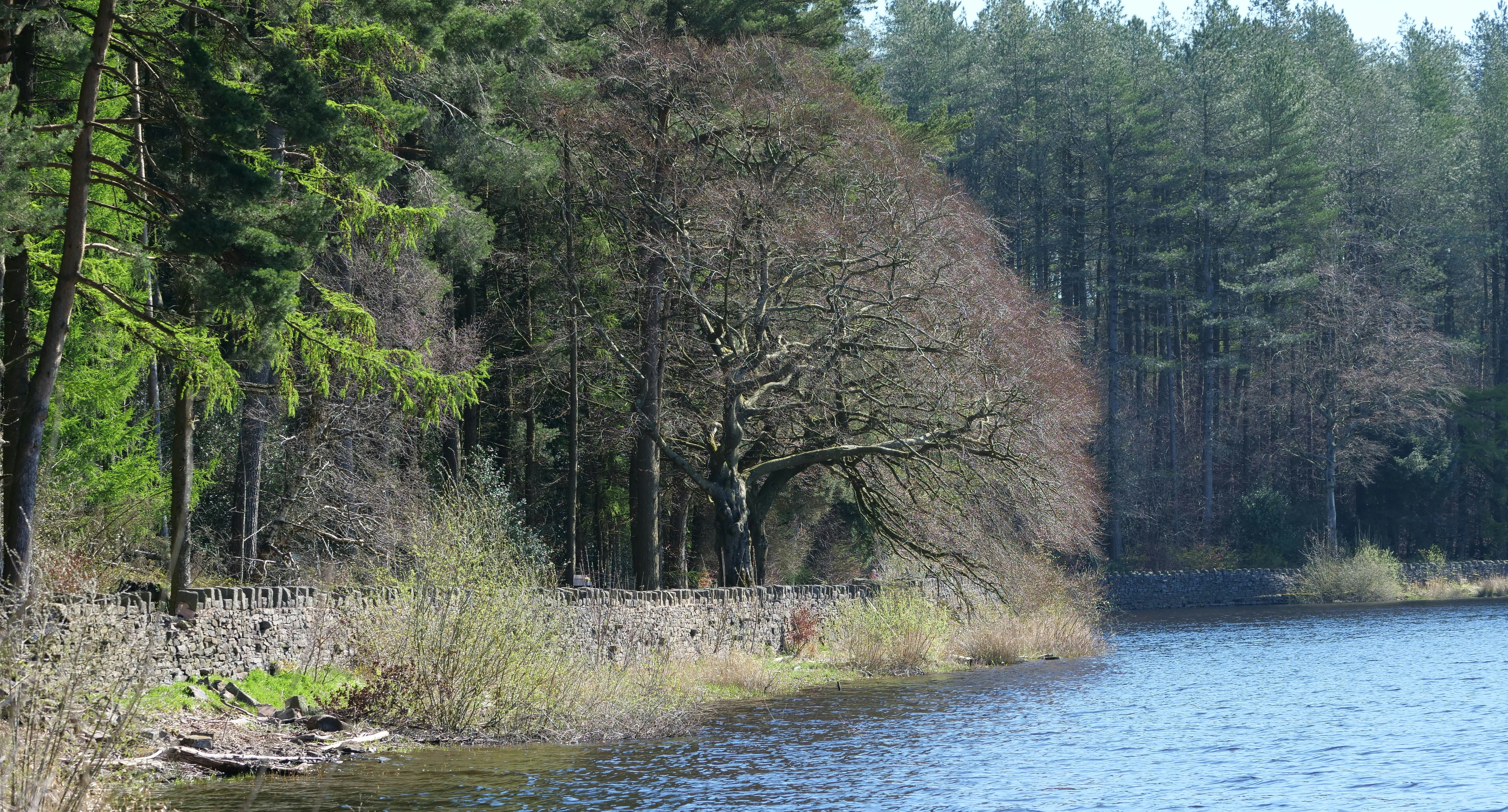 Bare-Branch Sentinel Over a Glassy Lake