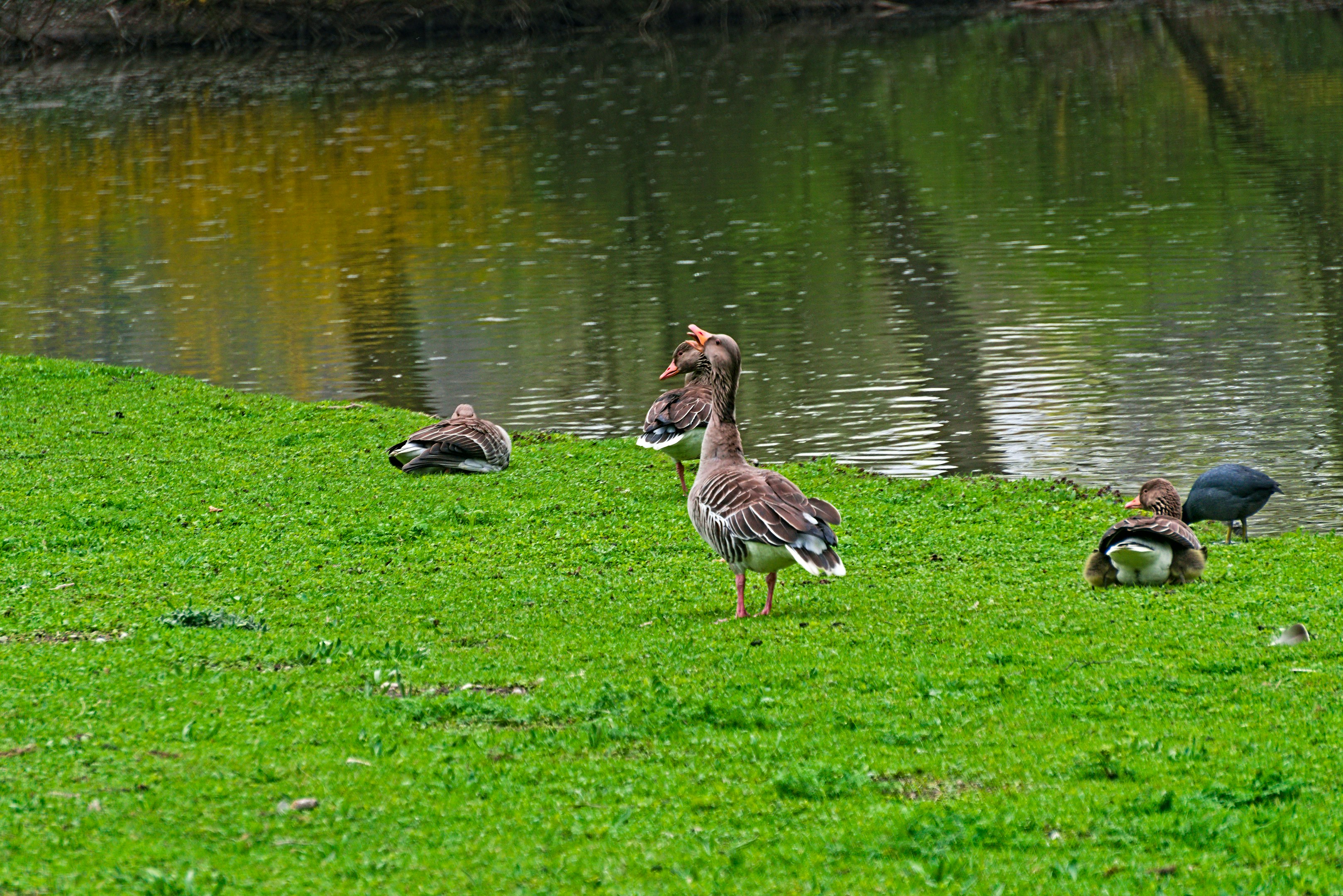 Sentinel by the Pond: A lone goose surveys a grassy shoreline