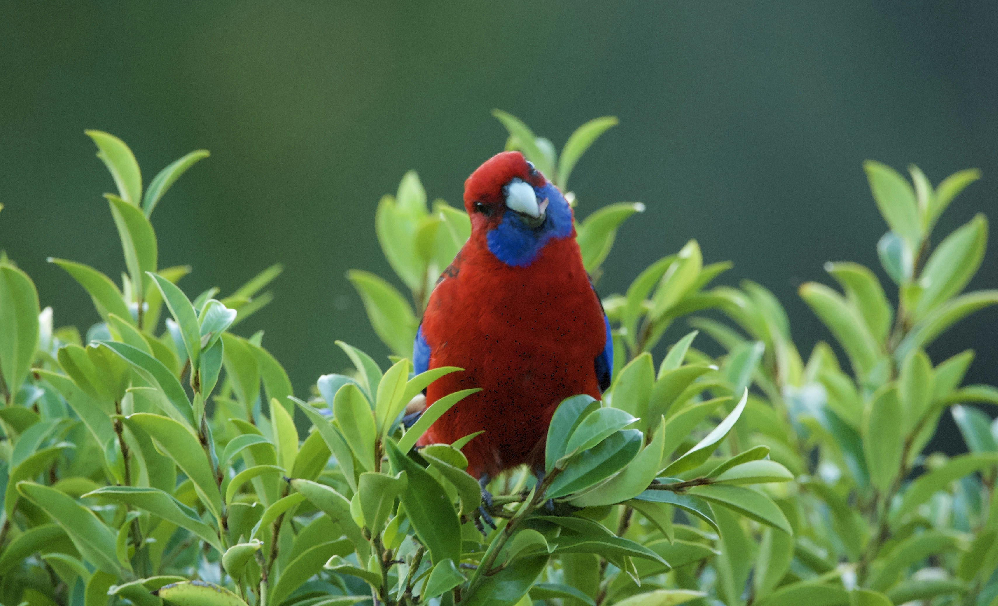 A red and blue bird sitting on top of a tree photo – Free Australia ...