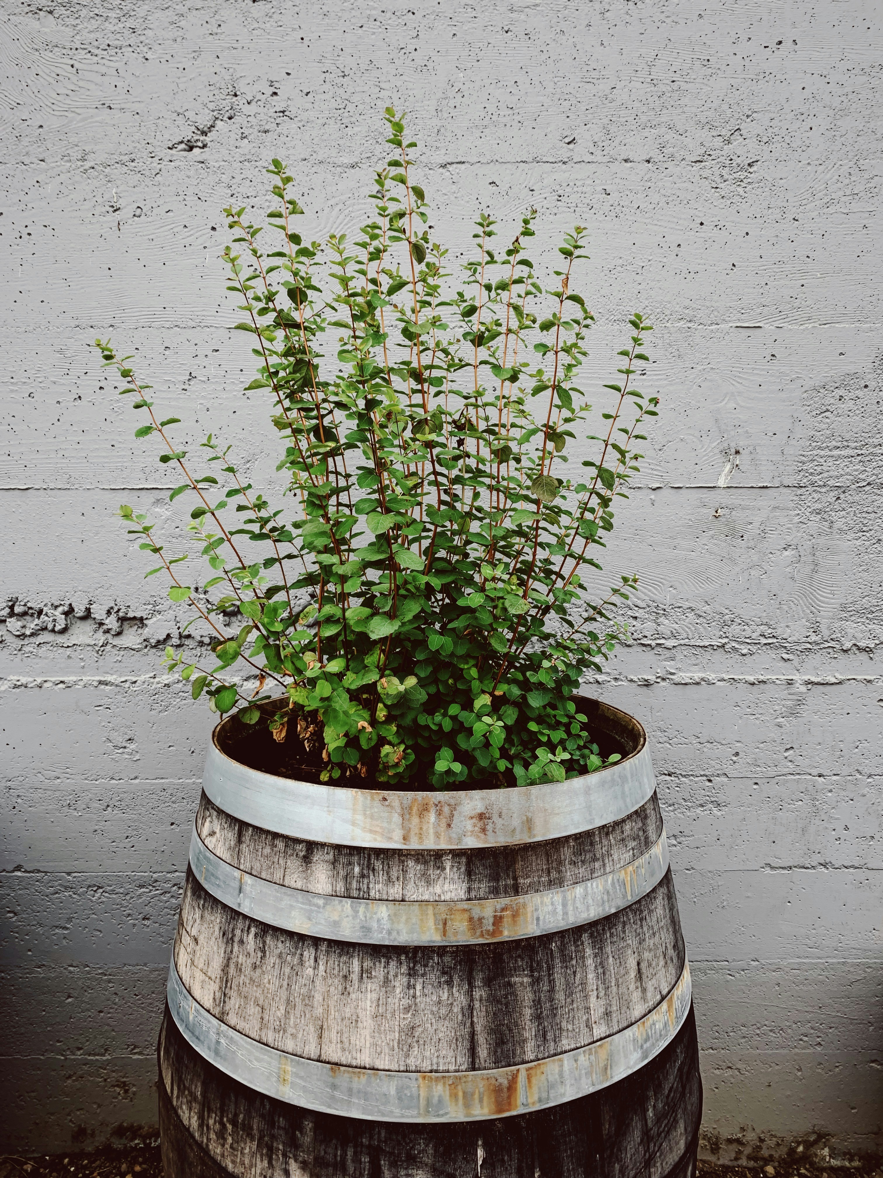 A plant is growing out of a barrel photo – Free Tillamook Image on Unsplash